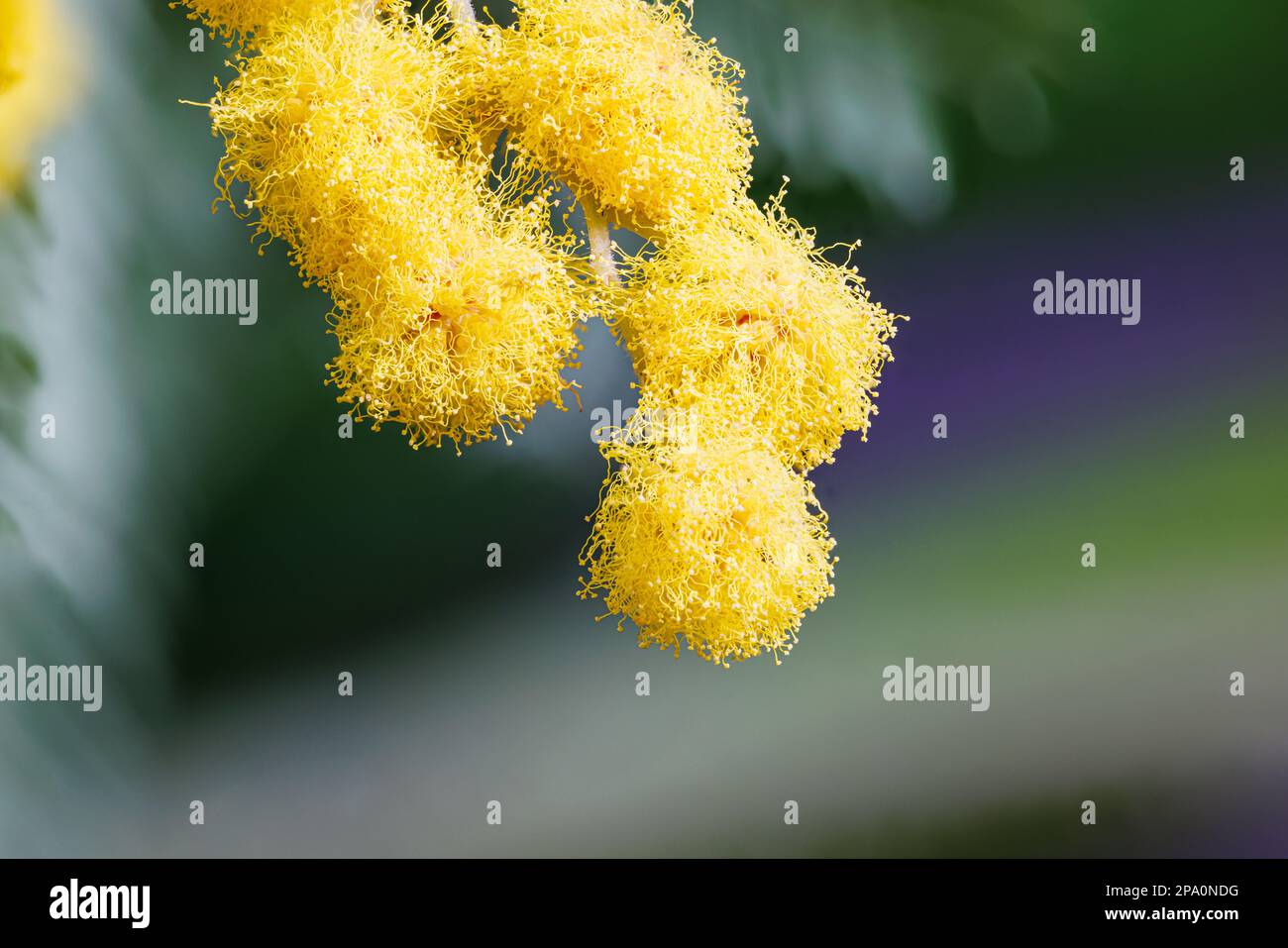 Macro photography of a mimosa - Acacia dealbata Stock Photo - Alamy