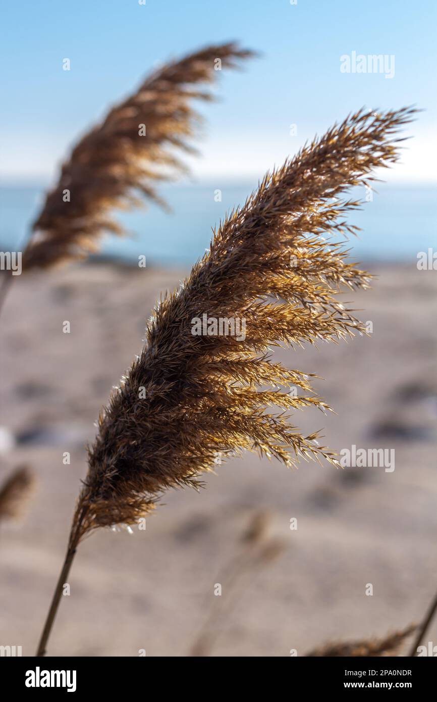 Pampas grass against beautiful hi-res stock photography and images - Alamy