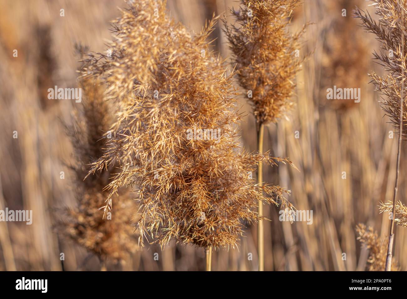 Dry cane outdoors in light pastel colors. Beige reed grass, pampas ...