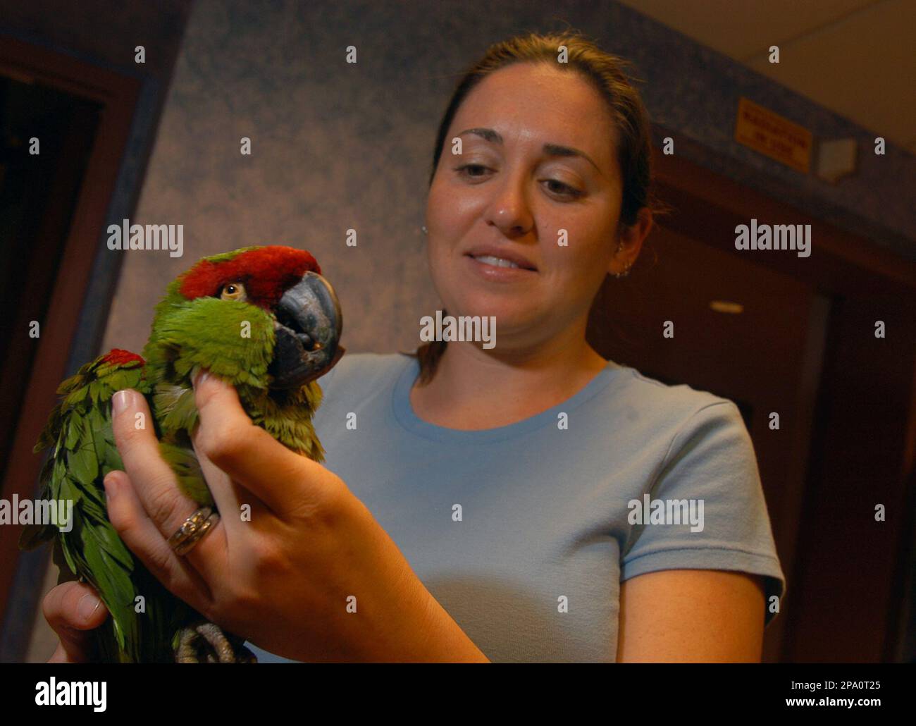 Gladys Porter Zoo Associate Veterinarian, Amanda Guthrie holds Elvis ...