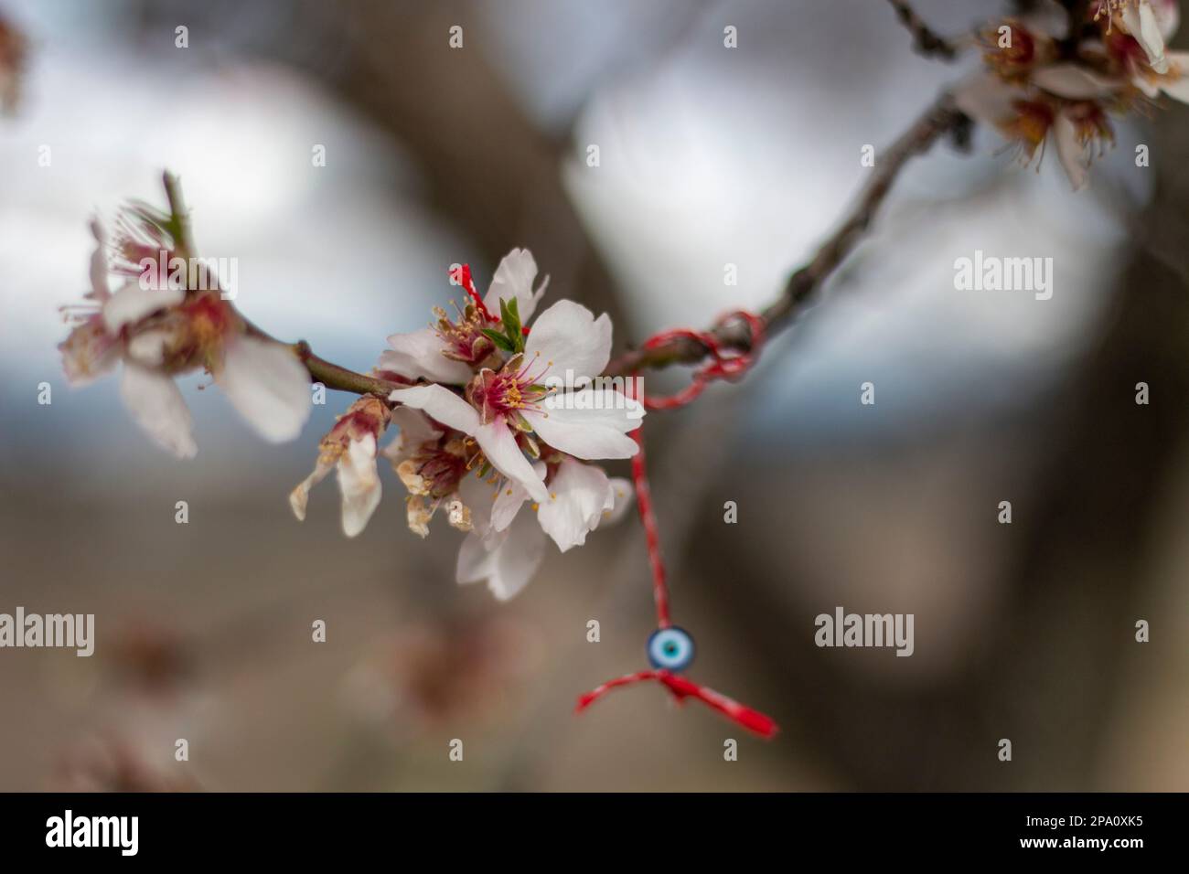 Blossoming almond branch, you can see hanging from it a Martinica ...