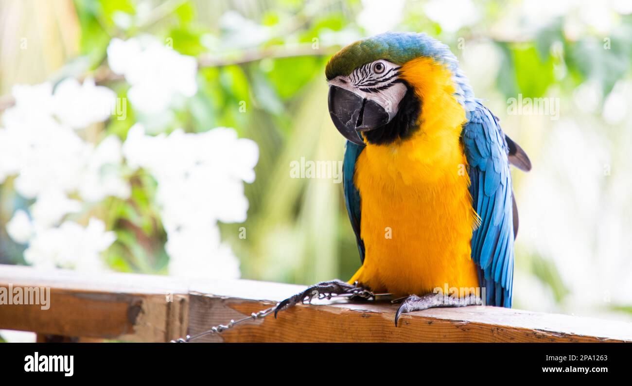 beautiful Blue-and-Yellow Macaw in rainforest Stock Photo - Alamy