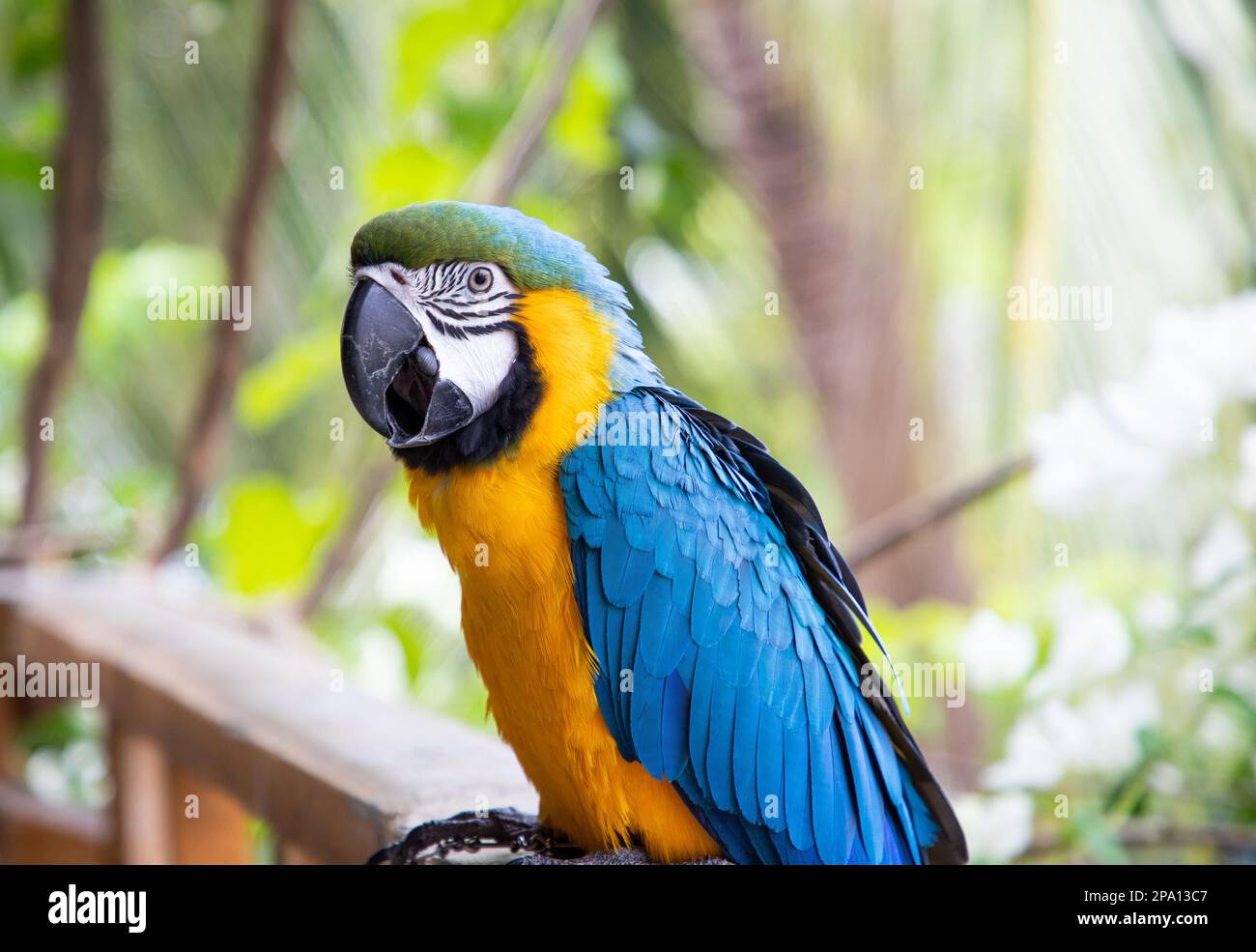 beautiful Blue-and-Yellow Macaw in rainforest Stock Photo - Alamy