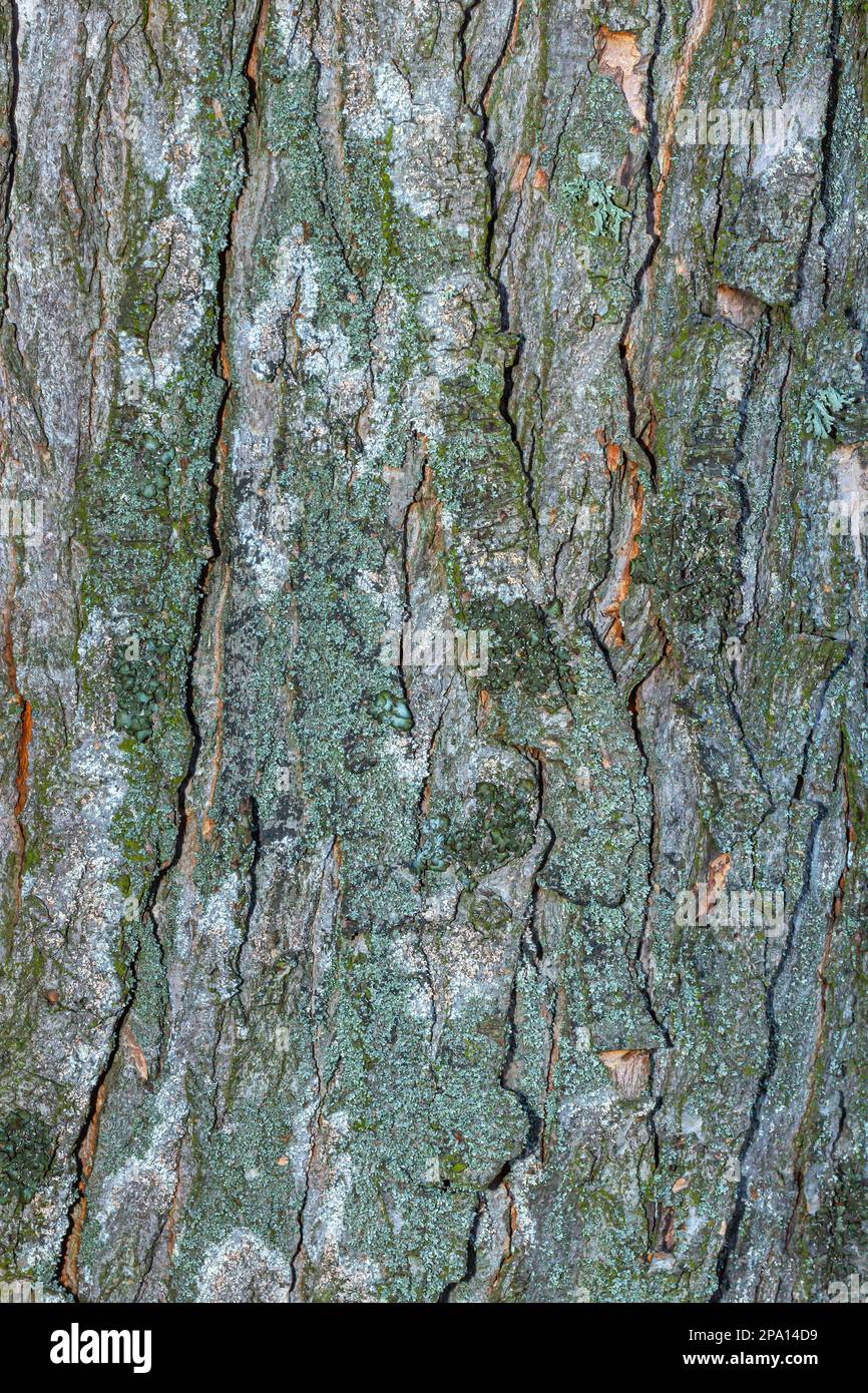 Old tree bark with beautiful patterns for graphic design or wallpapers ...