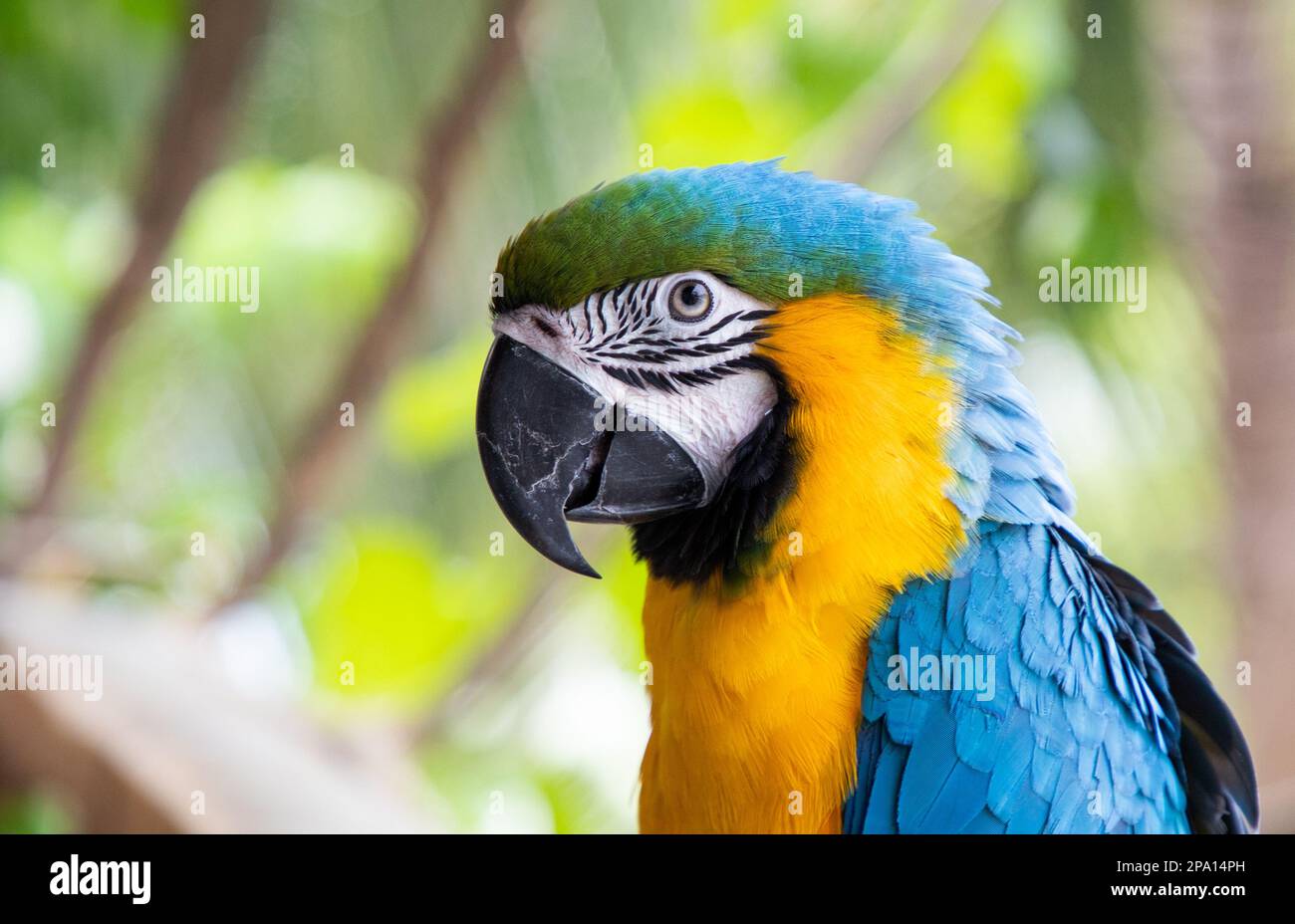 beautiful Blue-and-Yellow Macaw in rainforest Stock Photo - Alamy
