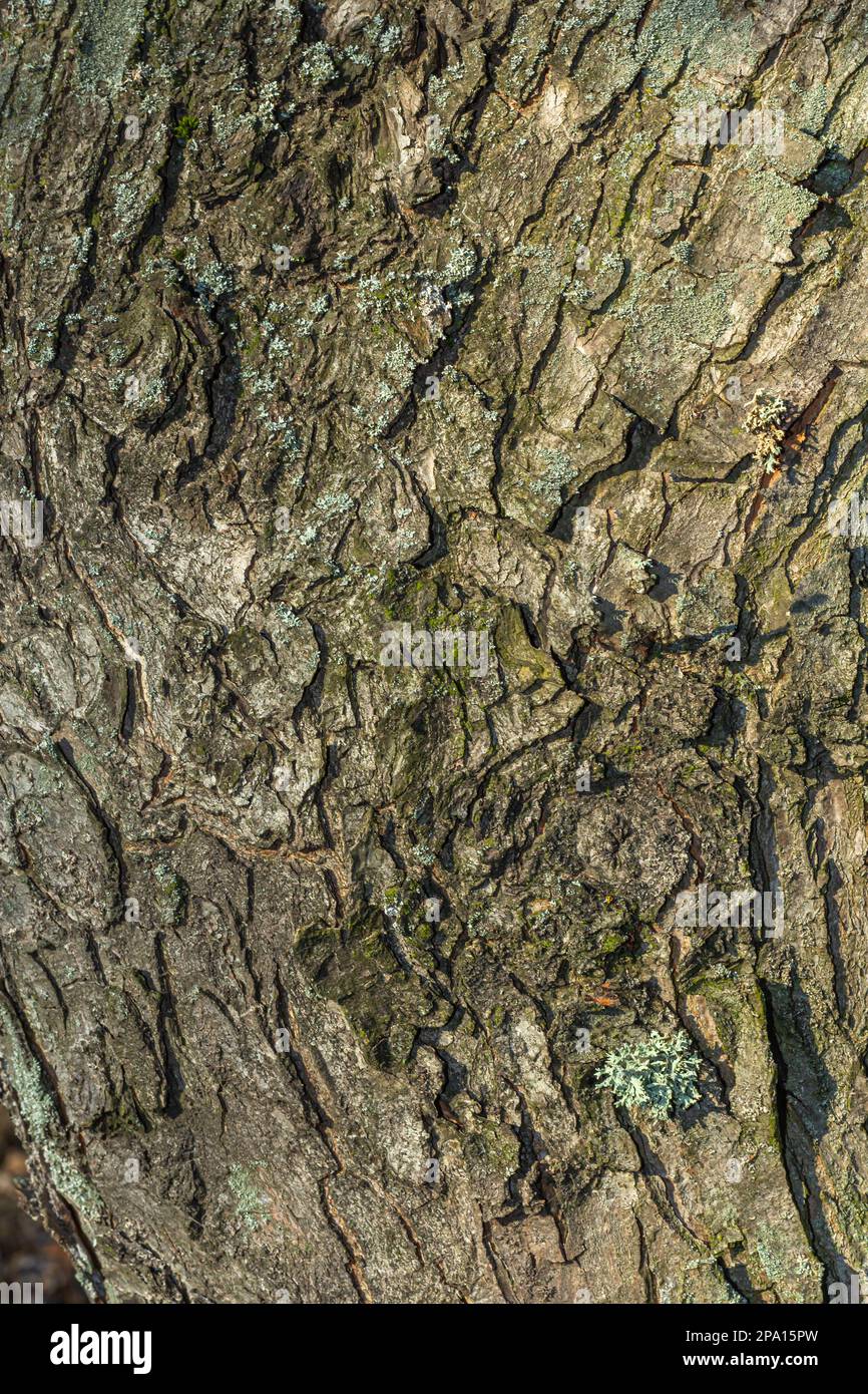 Old tree bark with beautiful patterns for graphic design or wallpapers ...