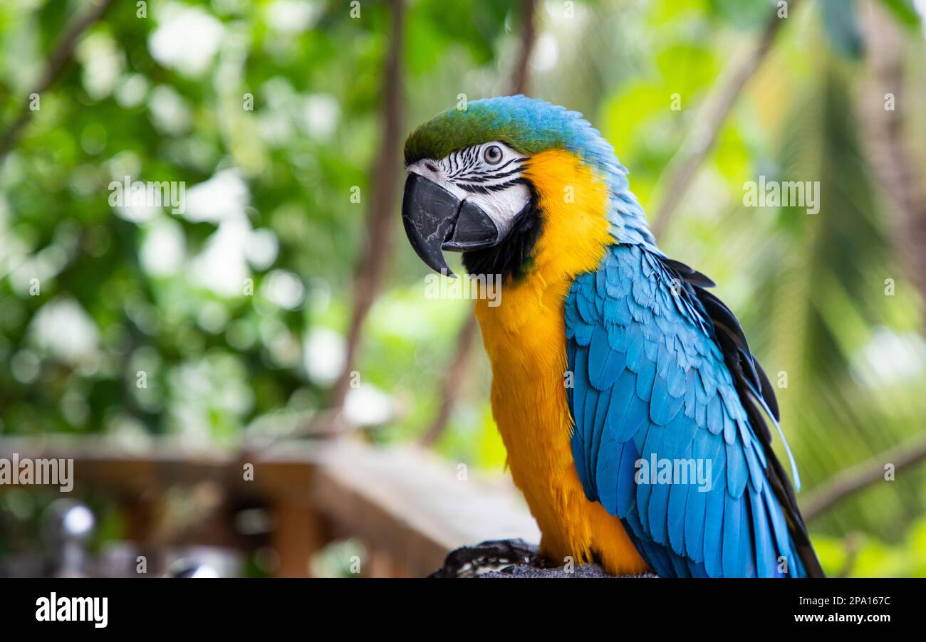 beautiful Blue-and-Yellow Macaw in rainforest Stock Photo - Alamy