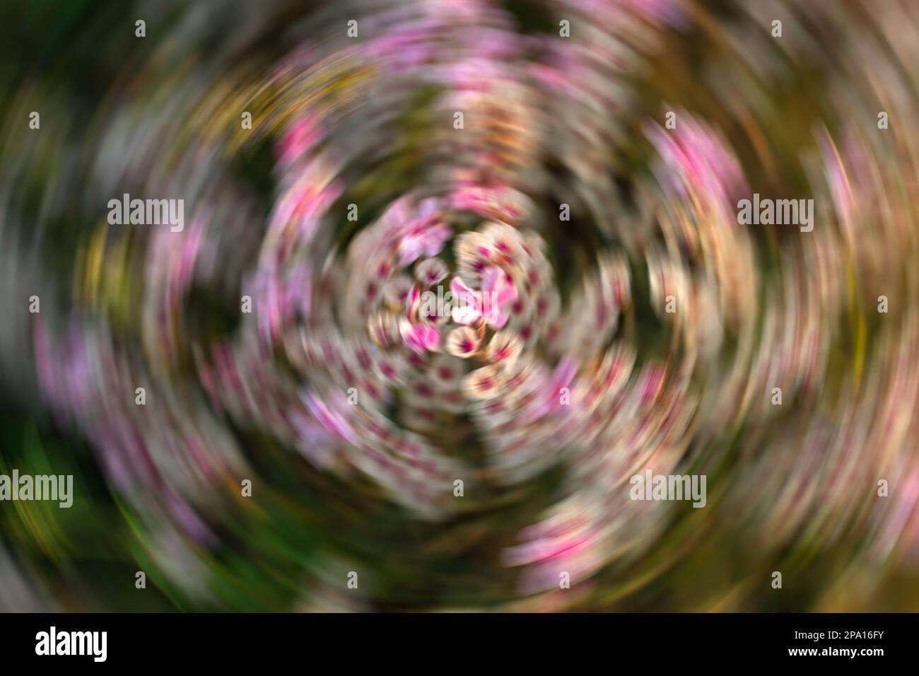 Radial Blur Background with pop up of blur Pink Flower Stock Photo - Alamy