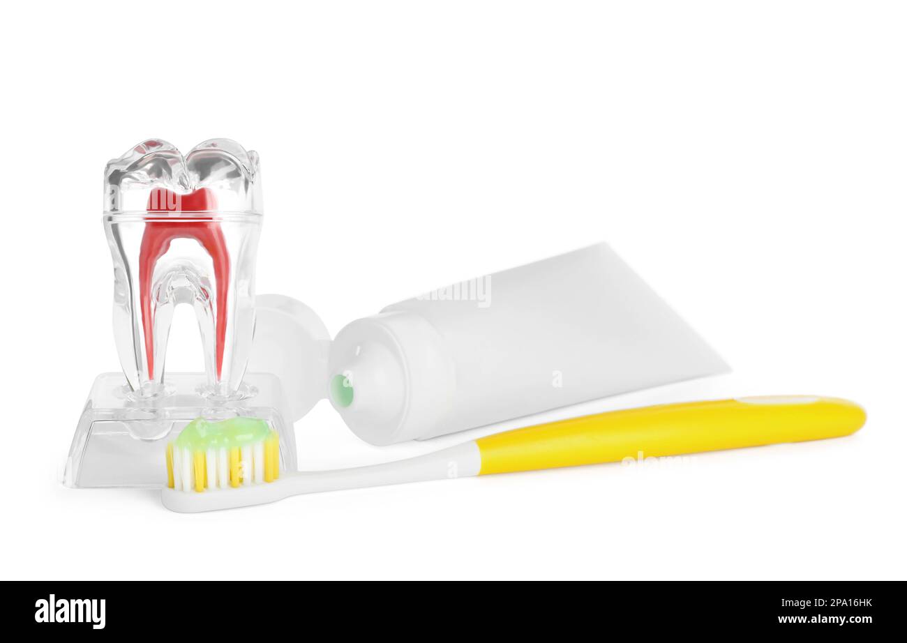 Educational model of tooth, paste and brush on white background Stock ...