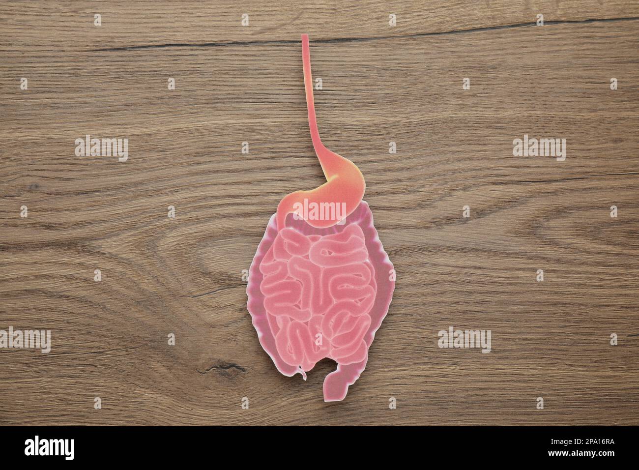 Paper intestine cutout on wooden background, top view Stock Photo - Alamy