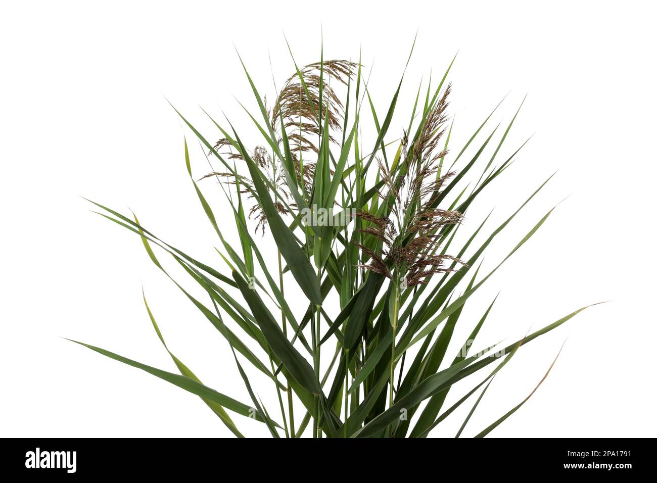 Beautiful reeds with lush green leaves and seed heads on white ...
