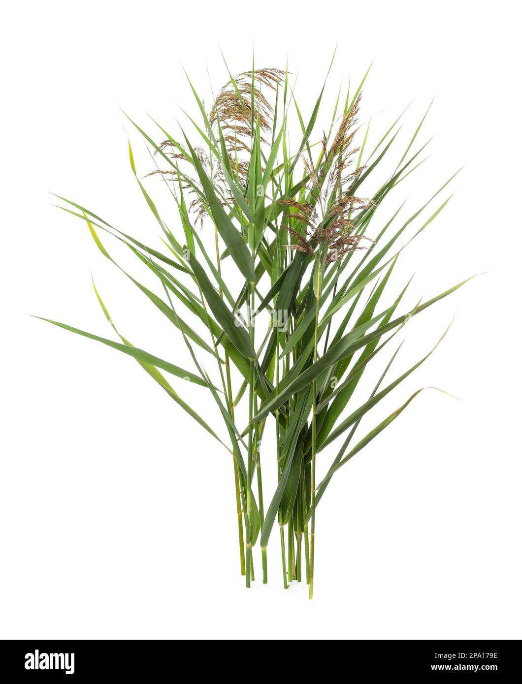 Beautiful reeds with lush green leaves and seed heads on white ...