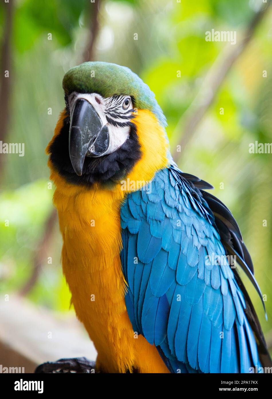 beautiful Blue-and-Yellow Macaw in rainforest Stock Photo - Alamy