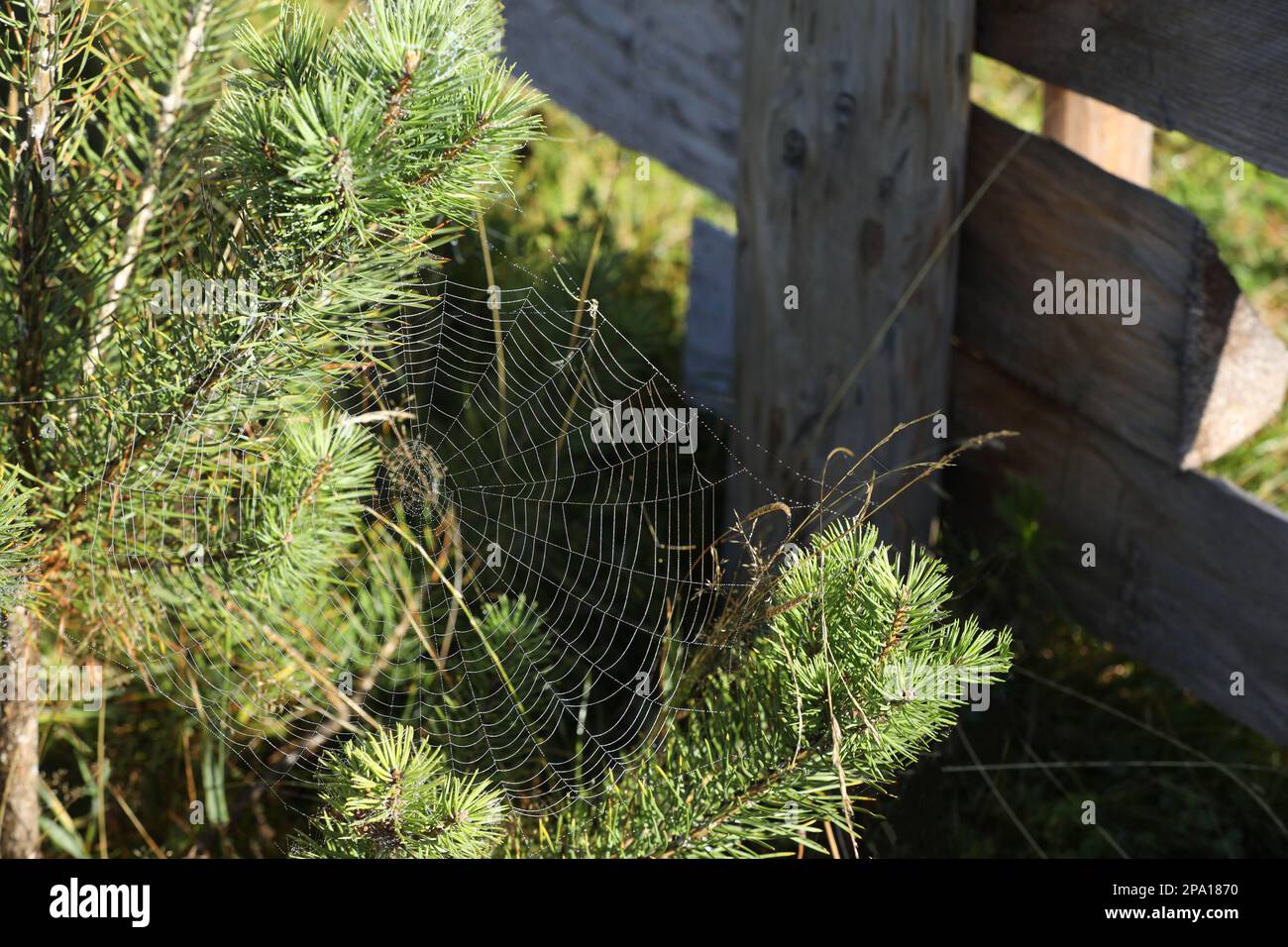 Cobweb on fir tree hi-res stock photography and images - Alamy