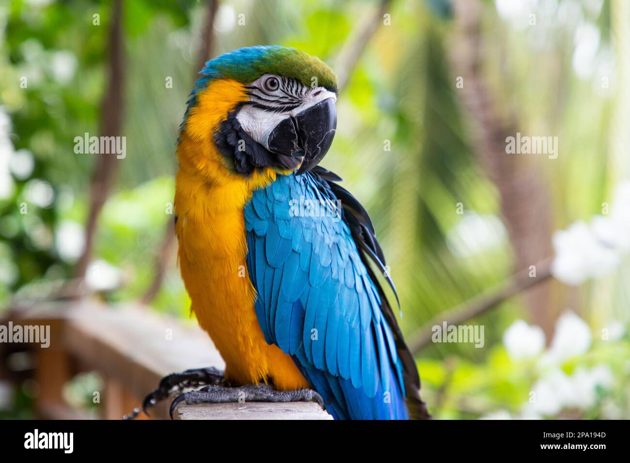 beautiful Blue-and-Yellow Macaw in rainforest Stock Photo - Alamy