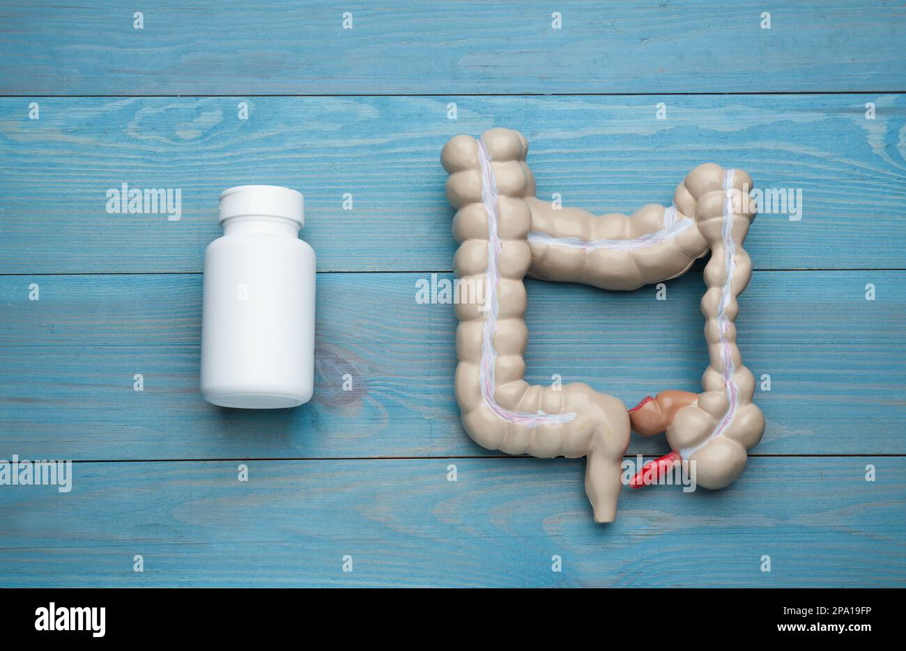 Anatomical model of large intestine and bottle with pills on turquoise ...