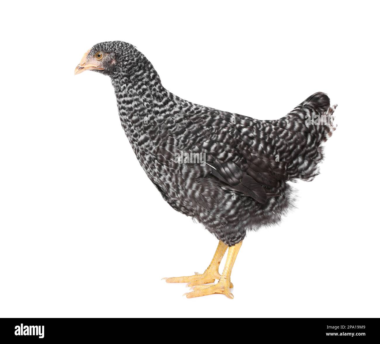 Beautiful chicken on white background. Domestic animal Stock Photo - Alamy