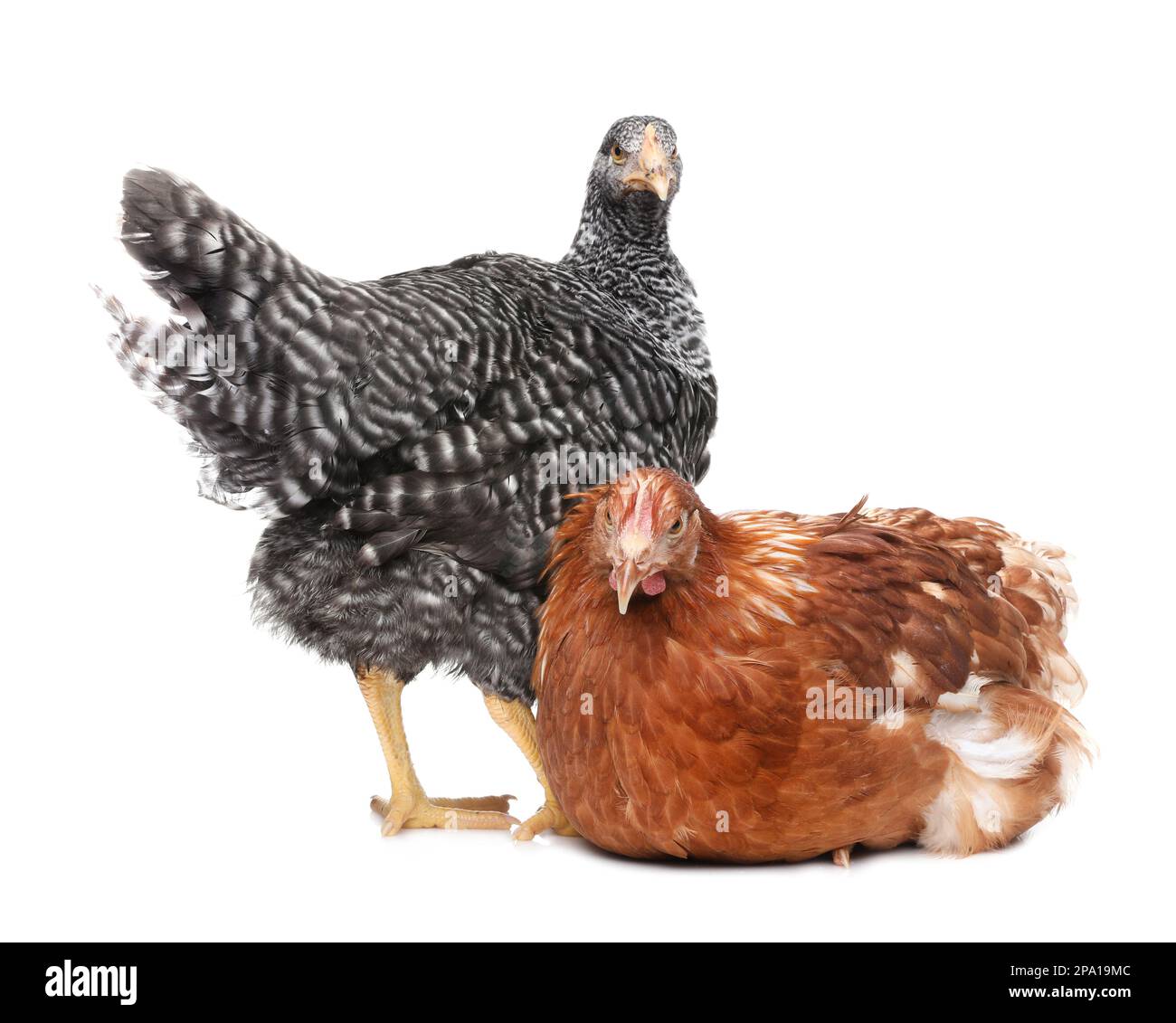 Two different beautiful chickens on white background. Domestic animals ...