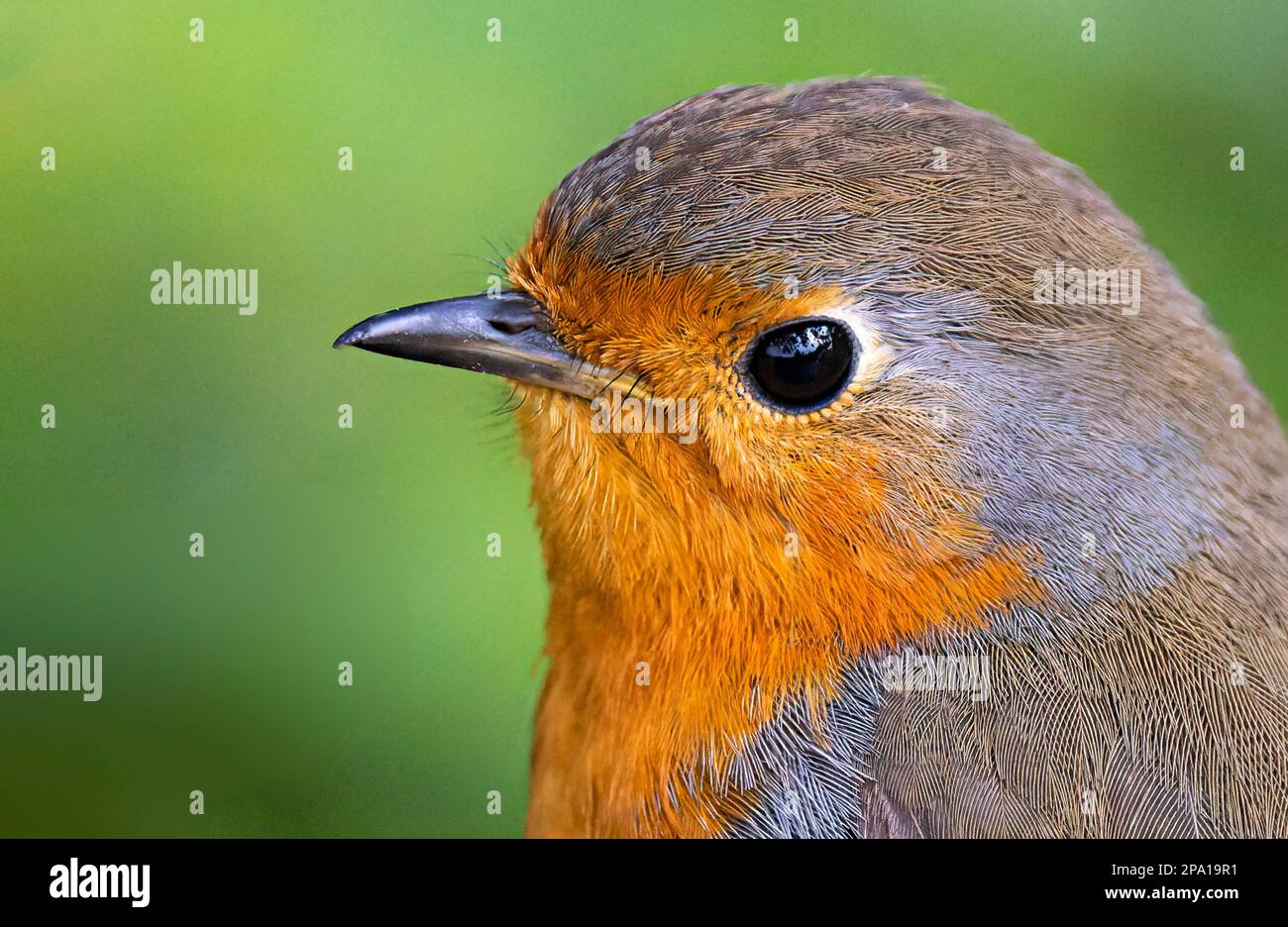 A closeup of a robin’s head Stock Photo - Alamy