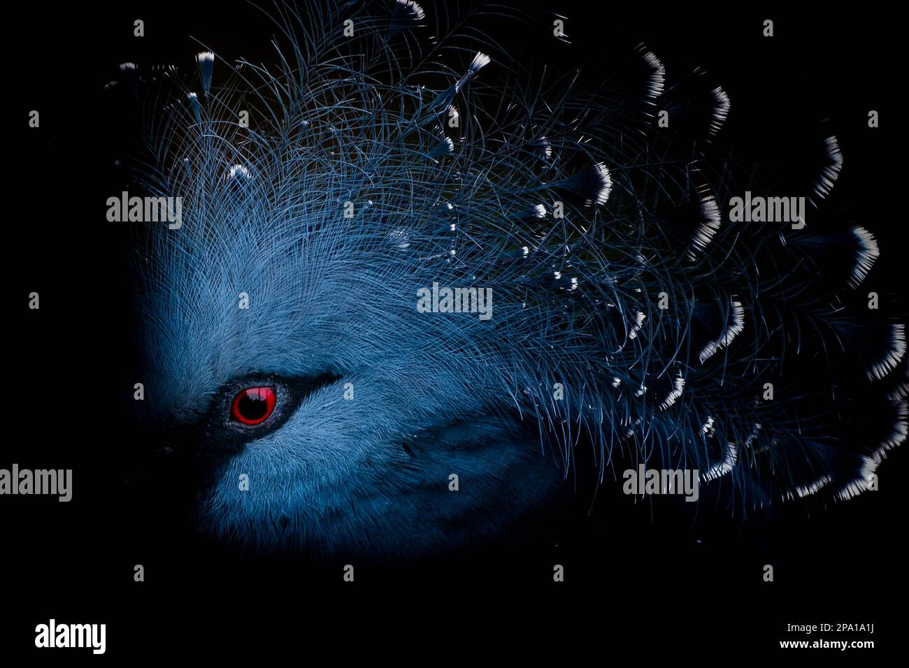 Mysterious blue bird with a red eye Stock Photo - Alamy