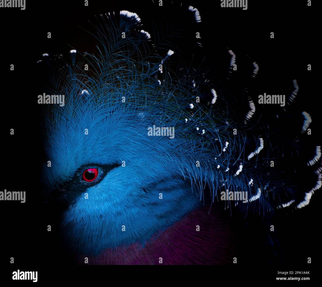 Blue birds jungle exotic hi-res stock photography and images - Alamy