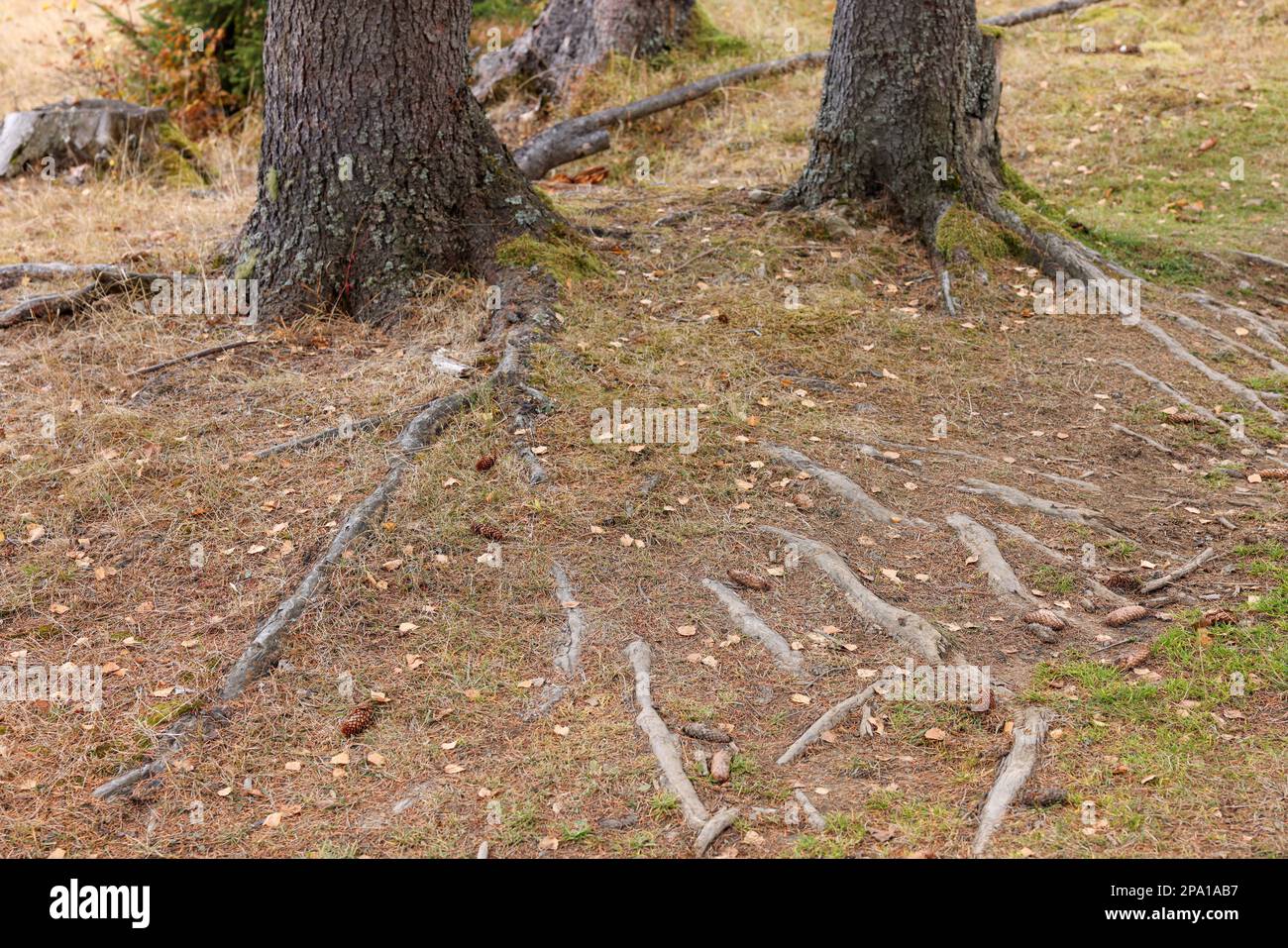 Tree roots visible through soil in forest Stock Photo - Alamy