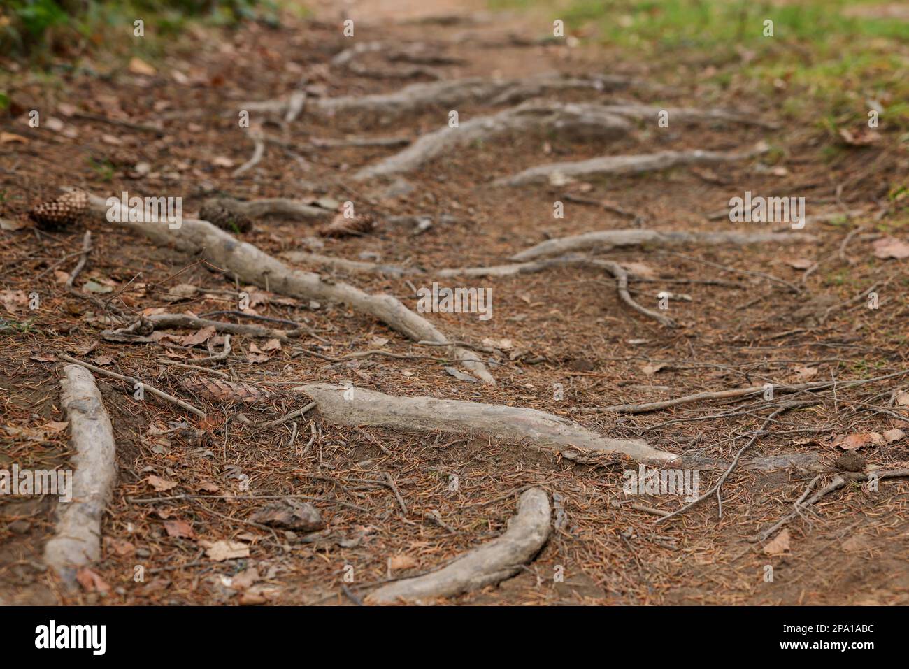 Tree roots visible through soil in forest Stock Photo - Alamy