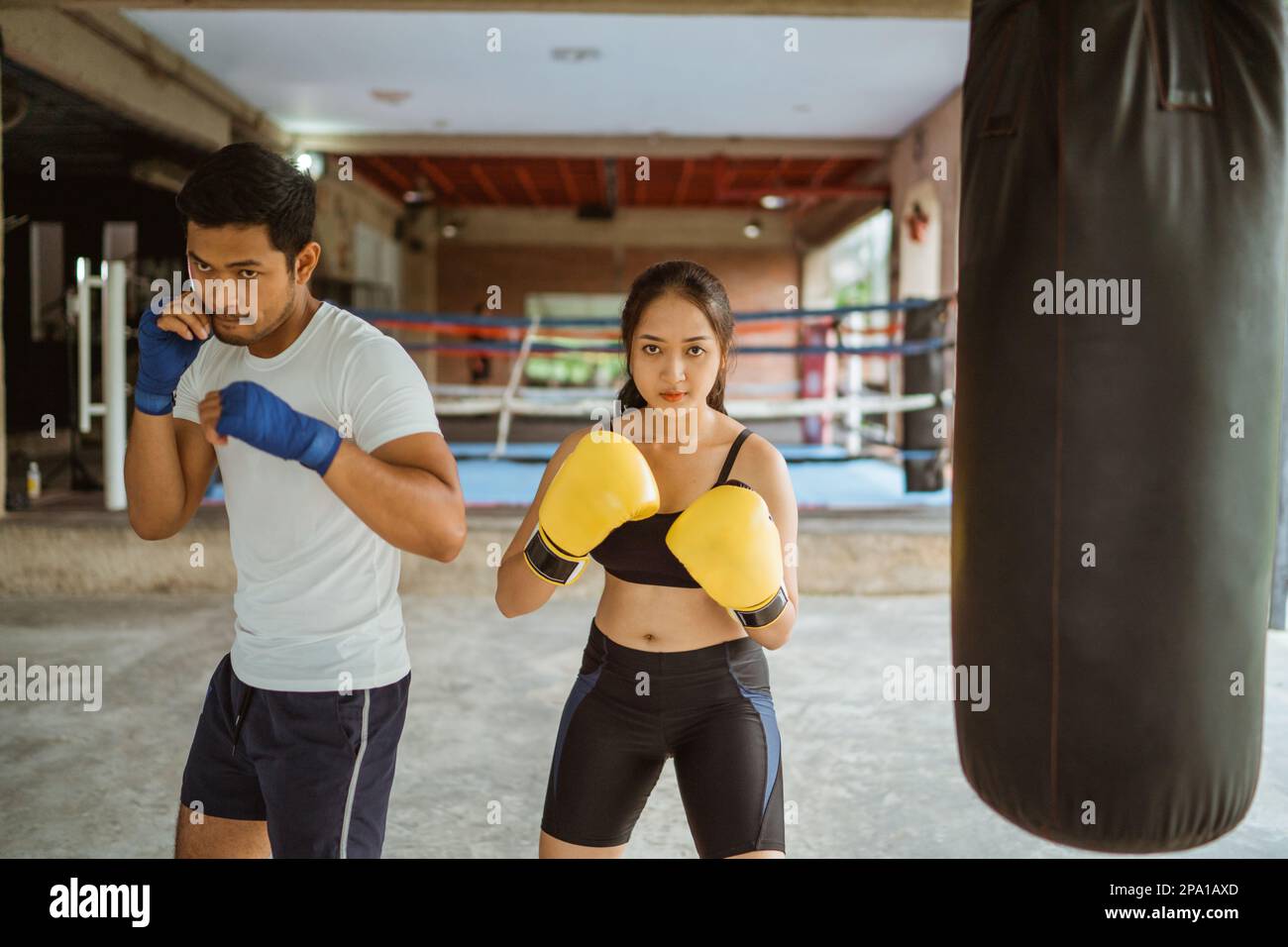 the handsome boxer standing together with the beautiful boxer Stock ...