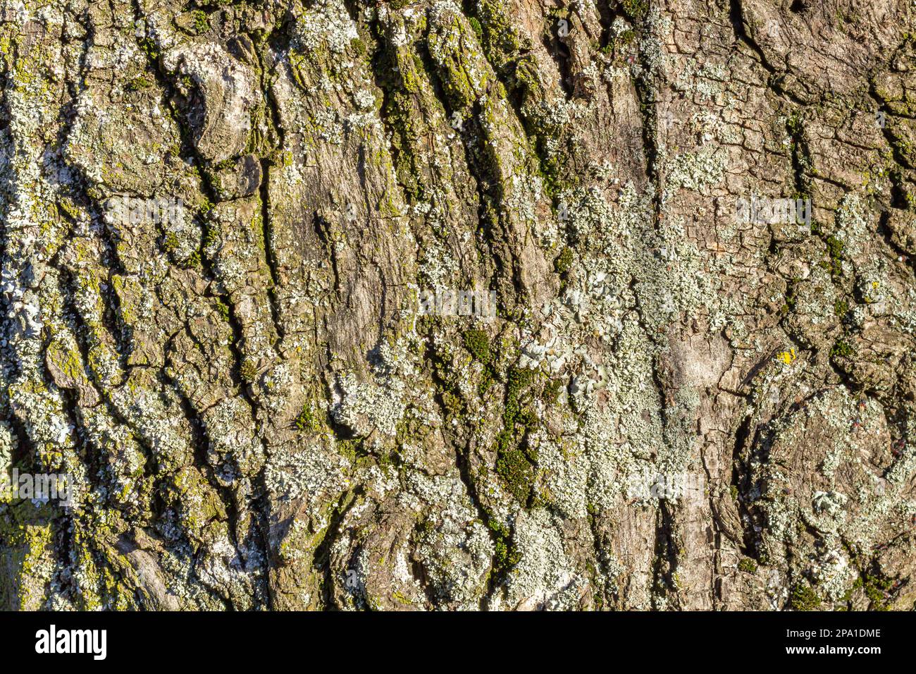 Old tree bark with beautiful patterns for graphic design or wallpapers ...