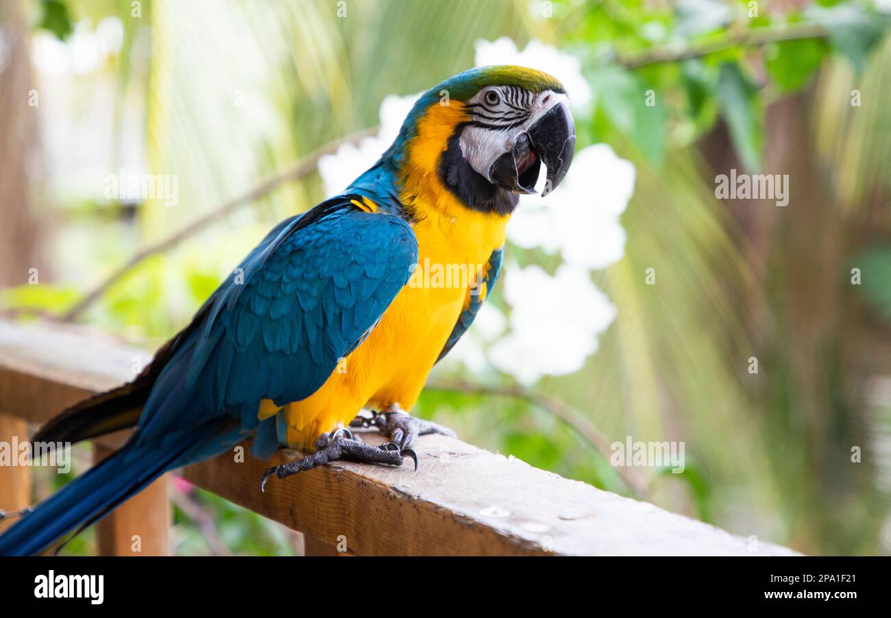 beautiful Blue-and-Yellow Macaw in rainforest Stock Photo - Alamy