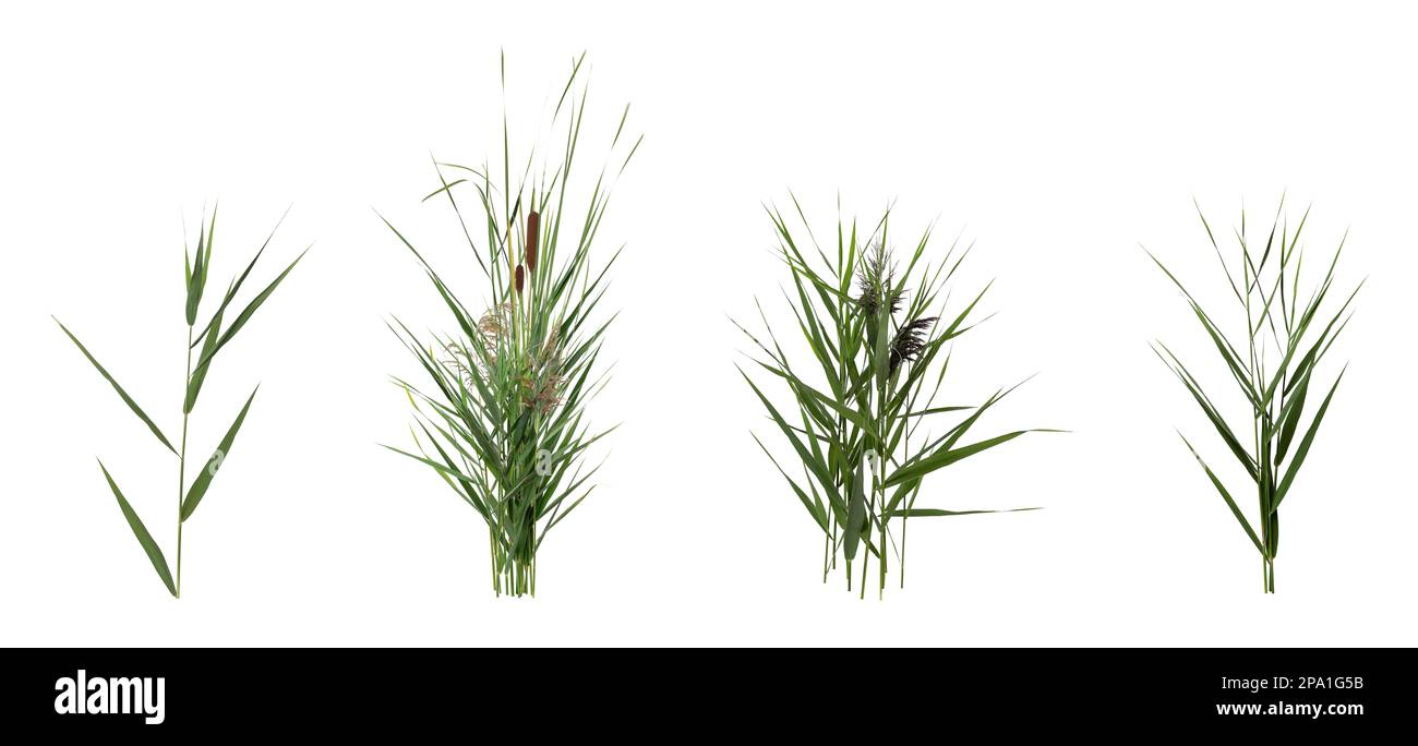 Set with beautiful green reed on white background. Banner design Stock ...