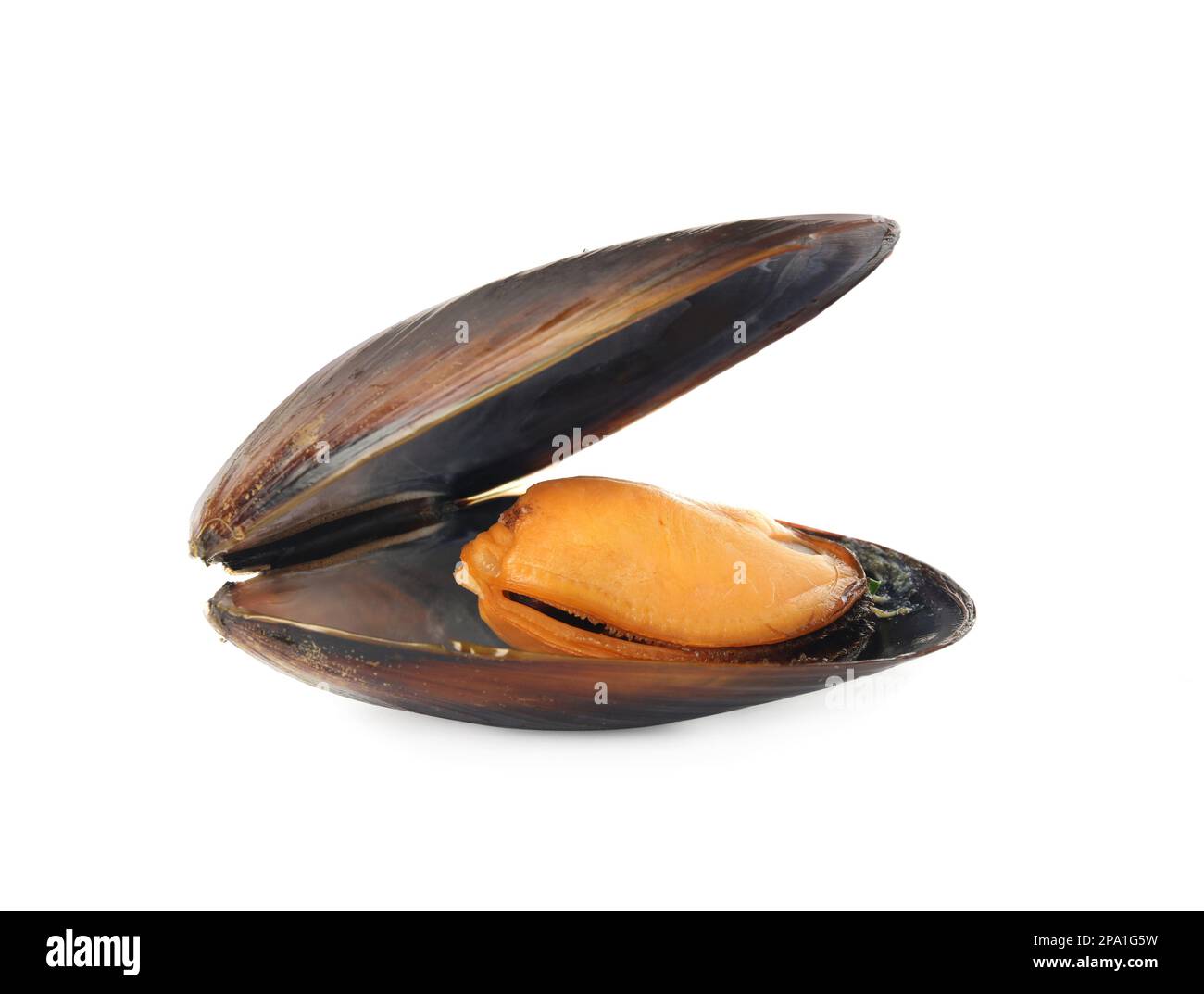 Open mussel shell Cut Out Stock Images & Pictures - Alamy