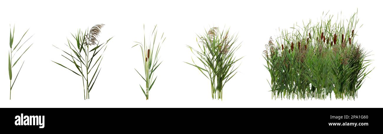 Set with beautiful green reed on white background. Banner design Stock ...