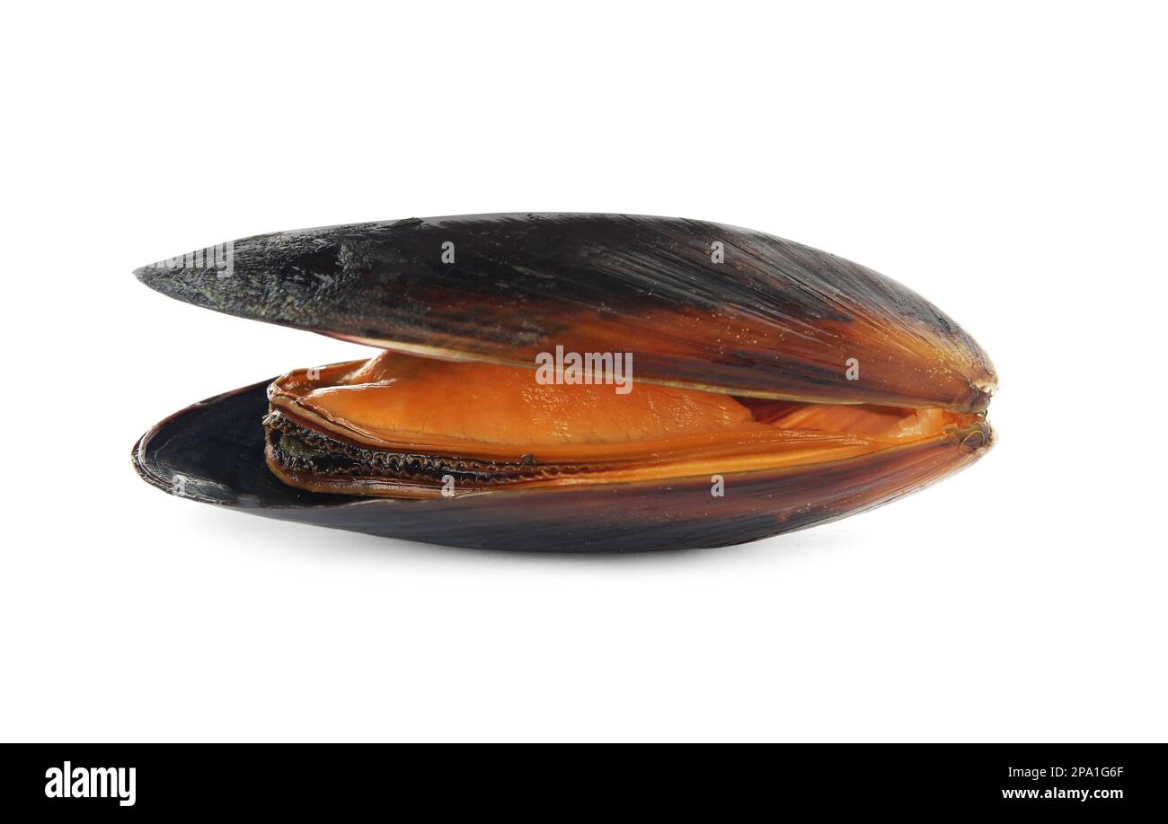One fresh open mussel isolated on white Stock Photo - Alamy