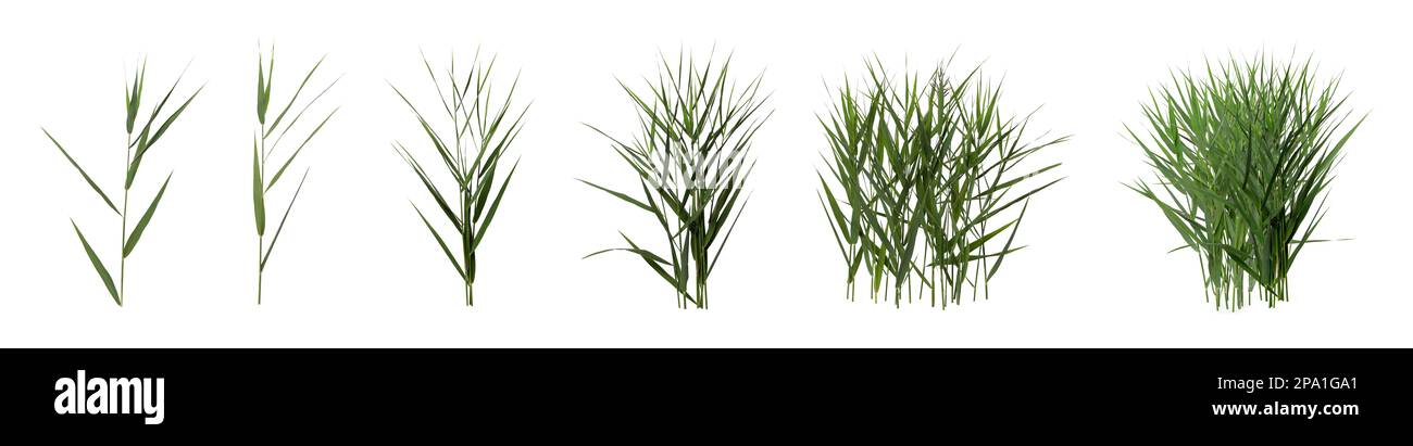 Set with beautiful green reed on white background. Banner design Stock ...