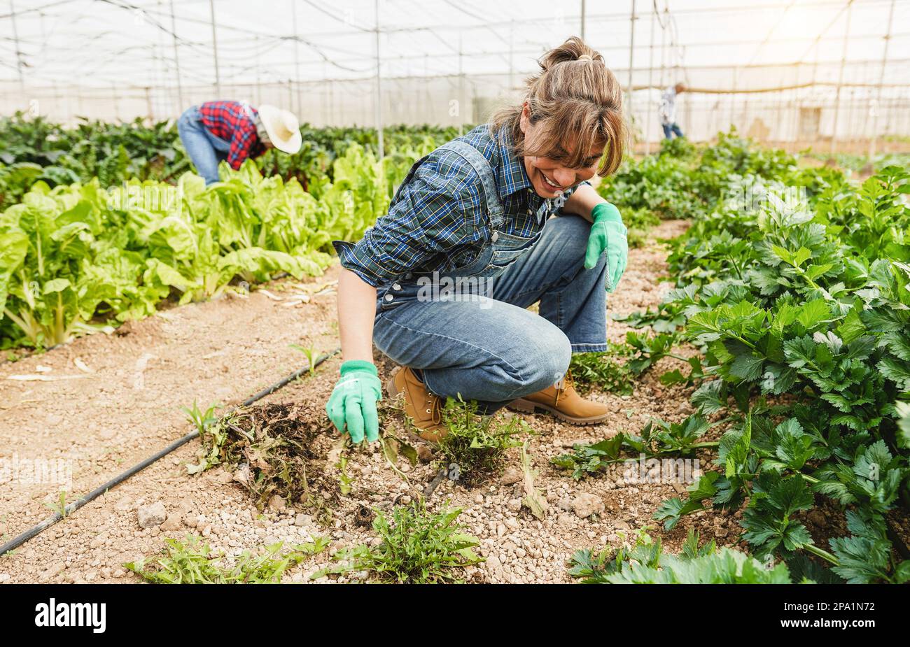 Hispanic woman collecting vegetables inside organic greenhouse - Local ...