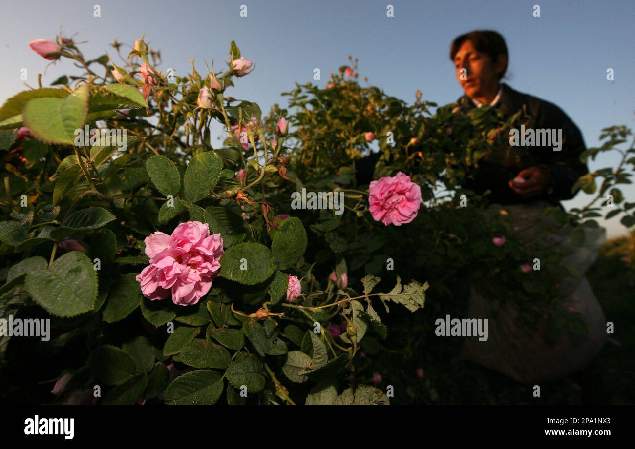 ** FILE ** In this Saturday, May 24, 2008, a woman is seen as she ...