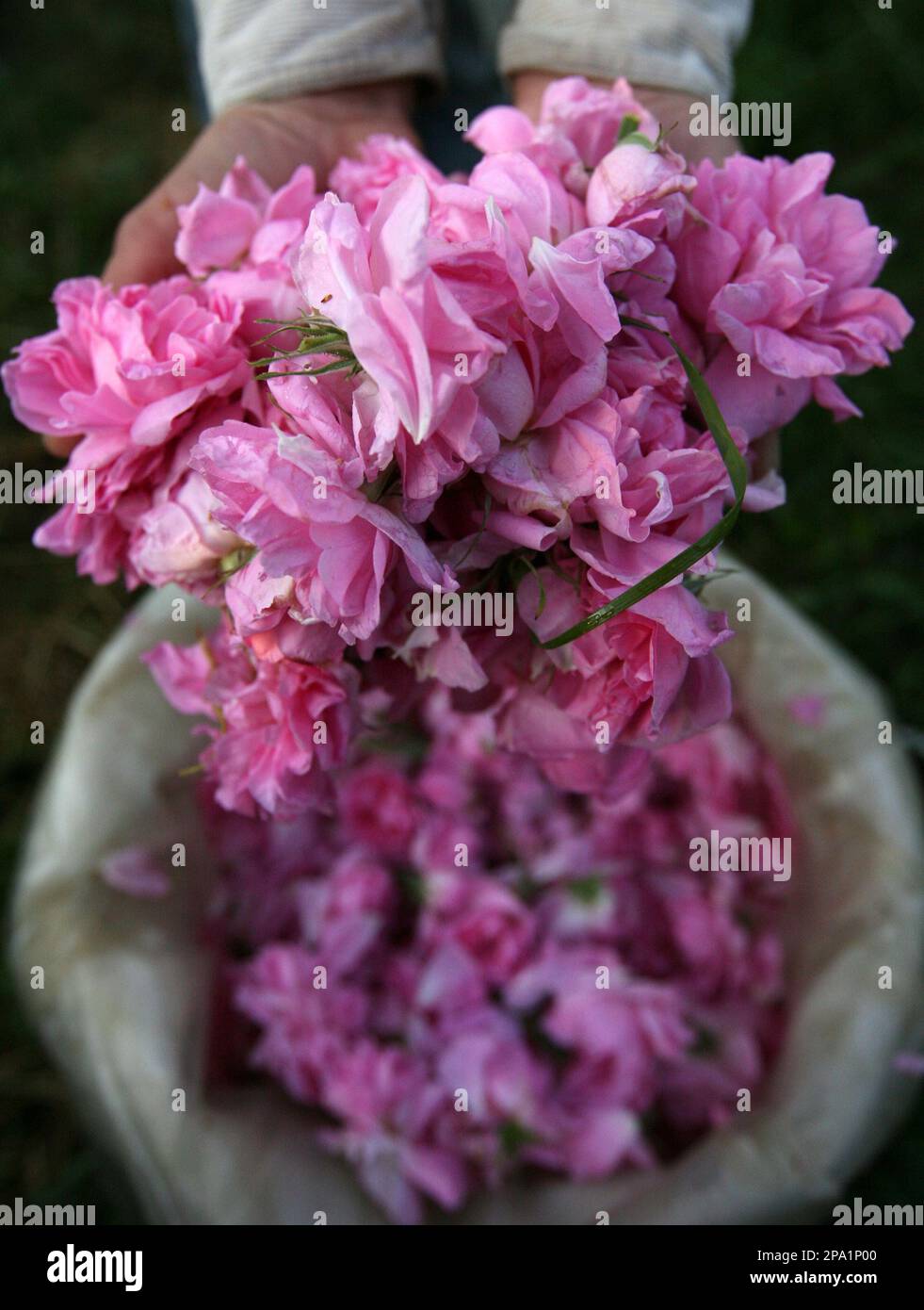 ** File ** In this Saturday, May 24, 2008 file photo, a woman, not ...