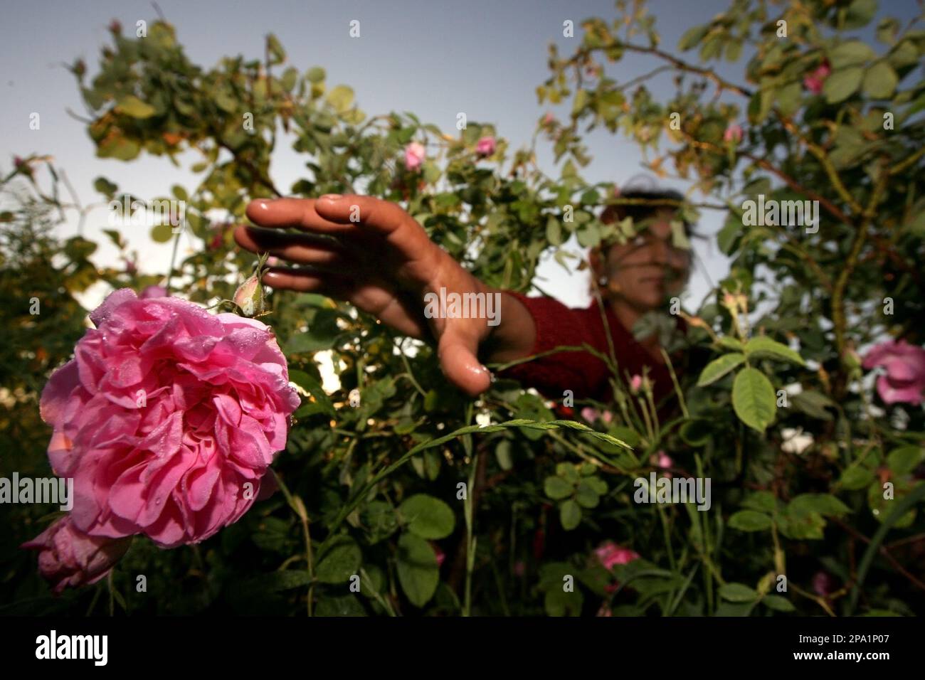 ** FILE ** In this Saturday, May 24, 2008, a woman is seen as she ...