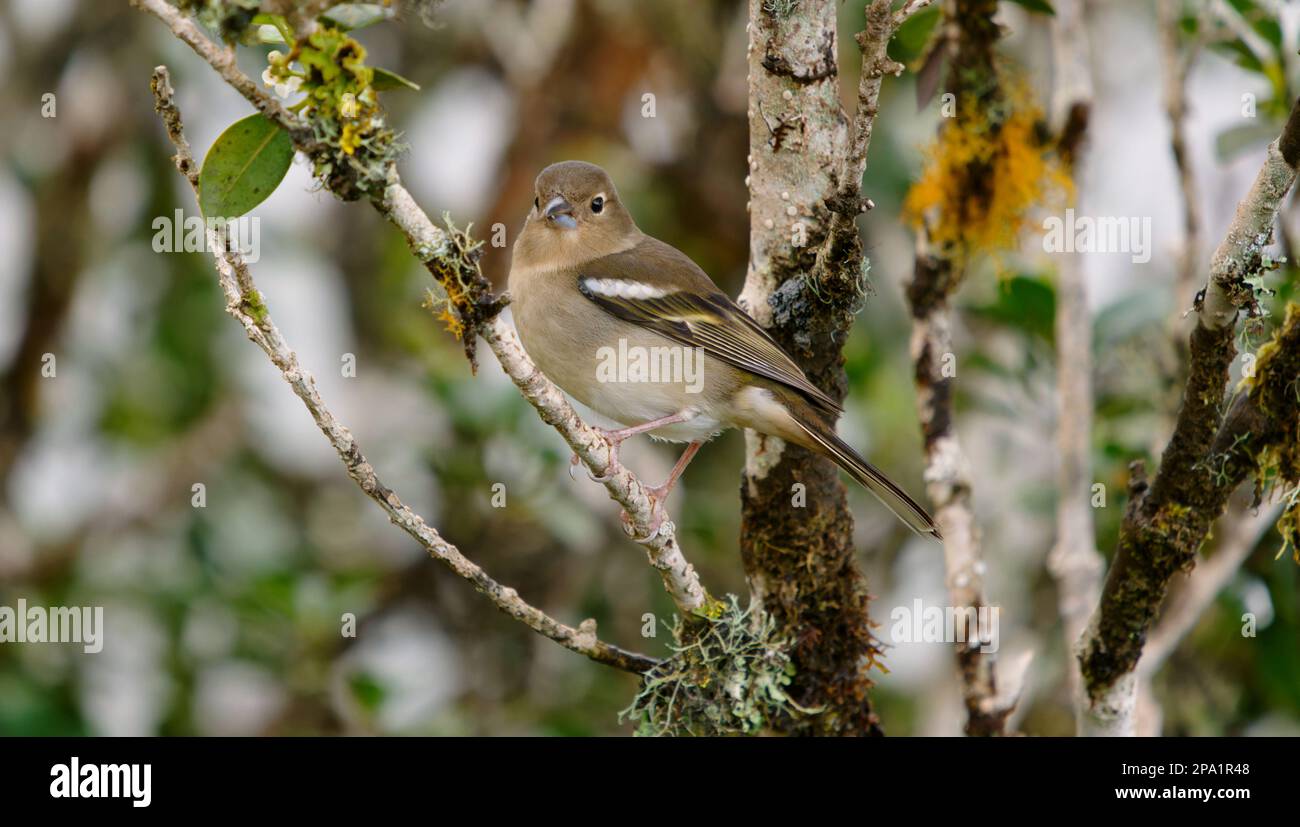 Bird on tree mountains hi-res stock photography and images - Alamy