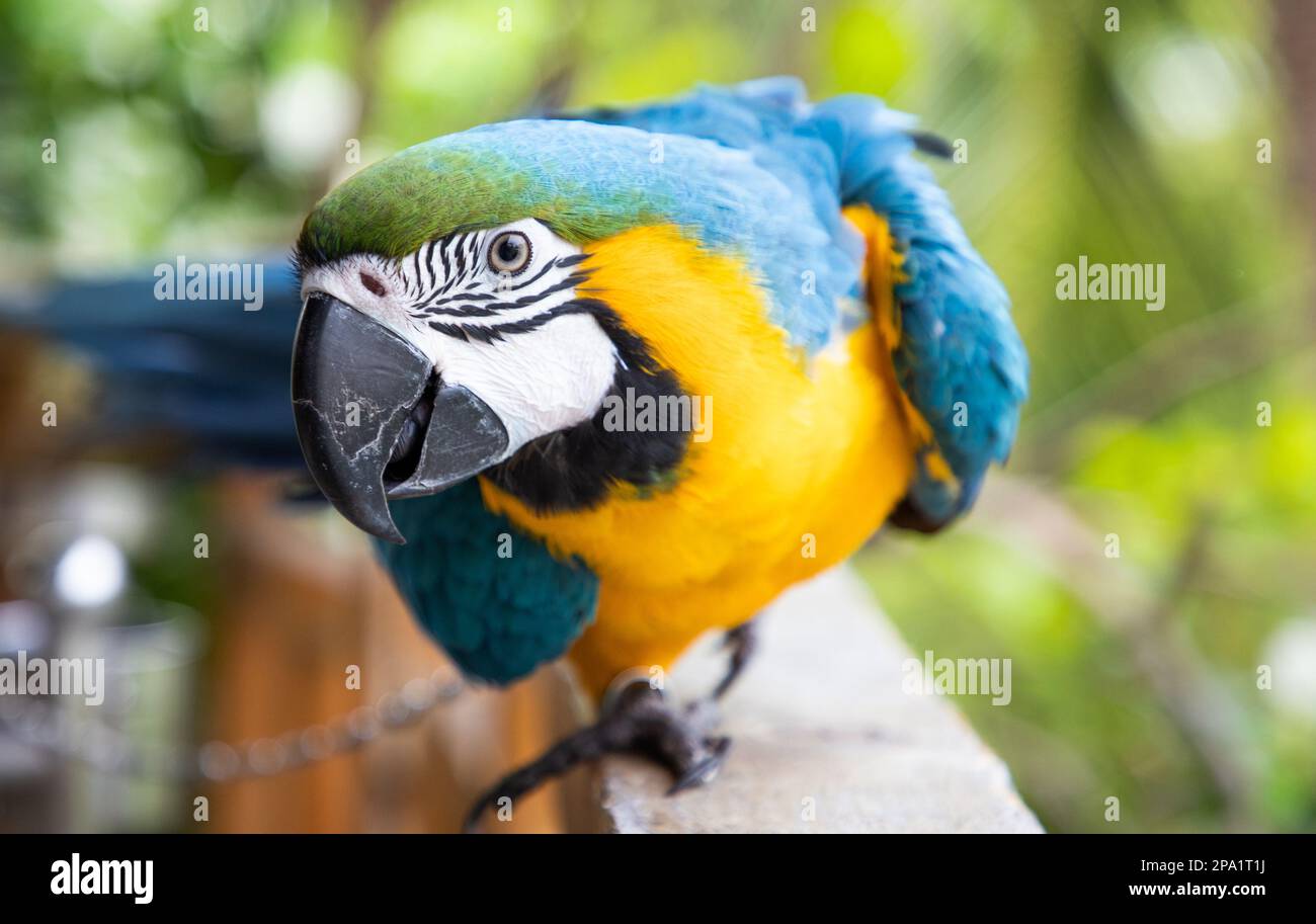 beautiful Blue-and-Yellow Macaw in rainforest Stock Photo - Alamy