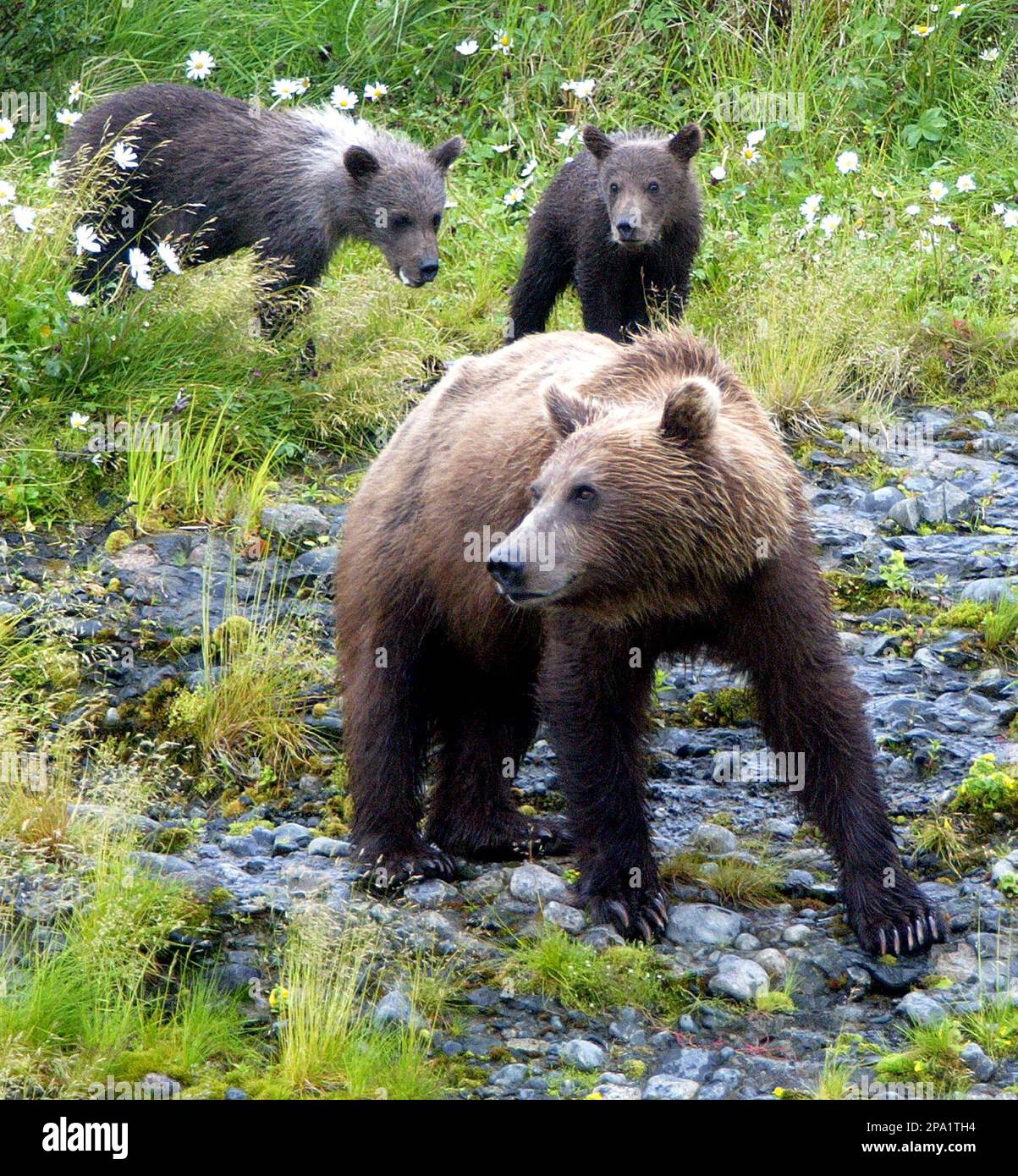 ** FILE ** In this July 2004 file photo, a sow and her two cubs make ...