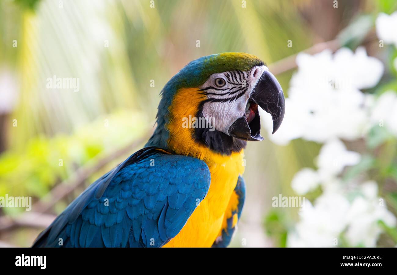 beautiful Blue-and-Yellow Macaw in rainforest Stock Photo - Alamy