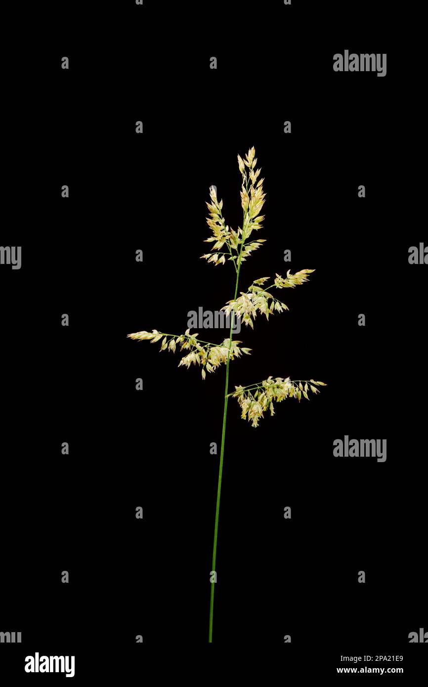 Studio closeup view of Woolly Honeygrass (Holcus lanatus) with stem and ...
