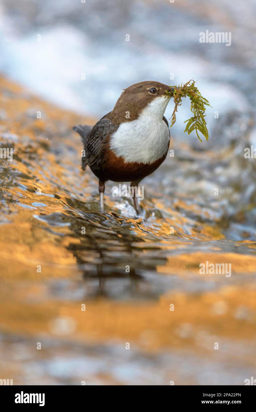 White-throated Dipper (Cinclus cinclus), standing in the water with ...