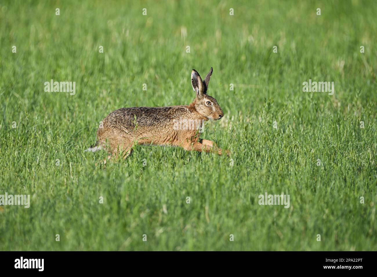 European brown hare (Lepus capensis), running across a meadow, Anholt ...