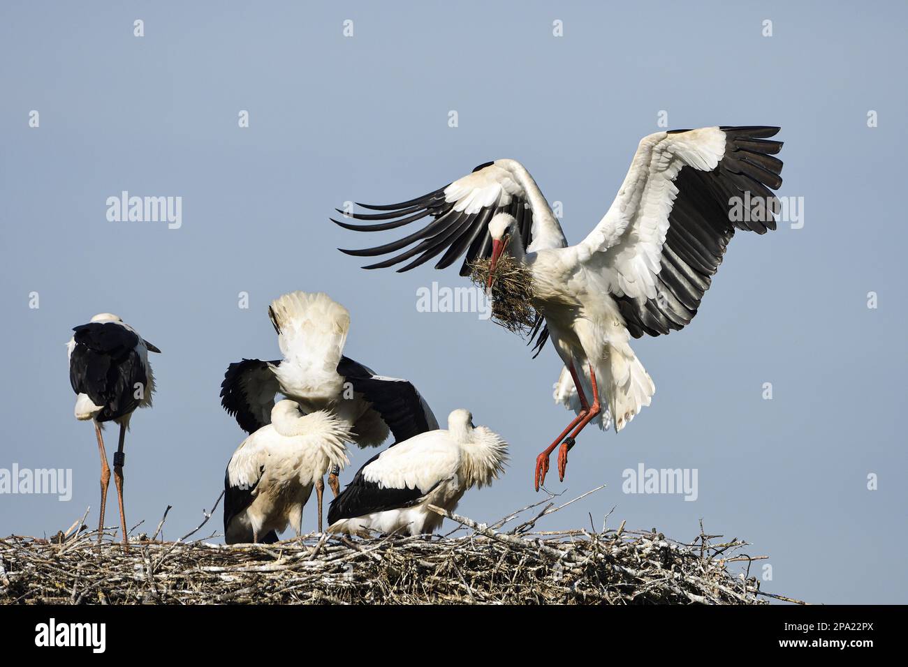 White Stork (Ciconia ciconia), old bird and young birds in nest, old ...