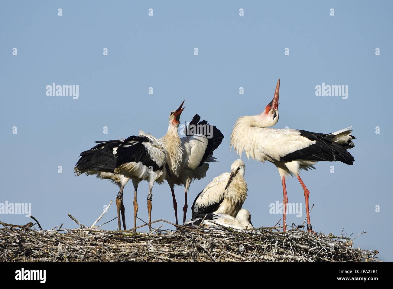 White Stork (Ciconia ciconia), adults and young birds in the nest ...