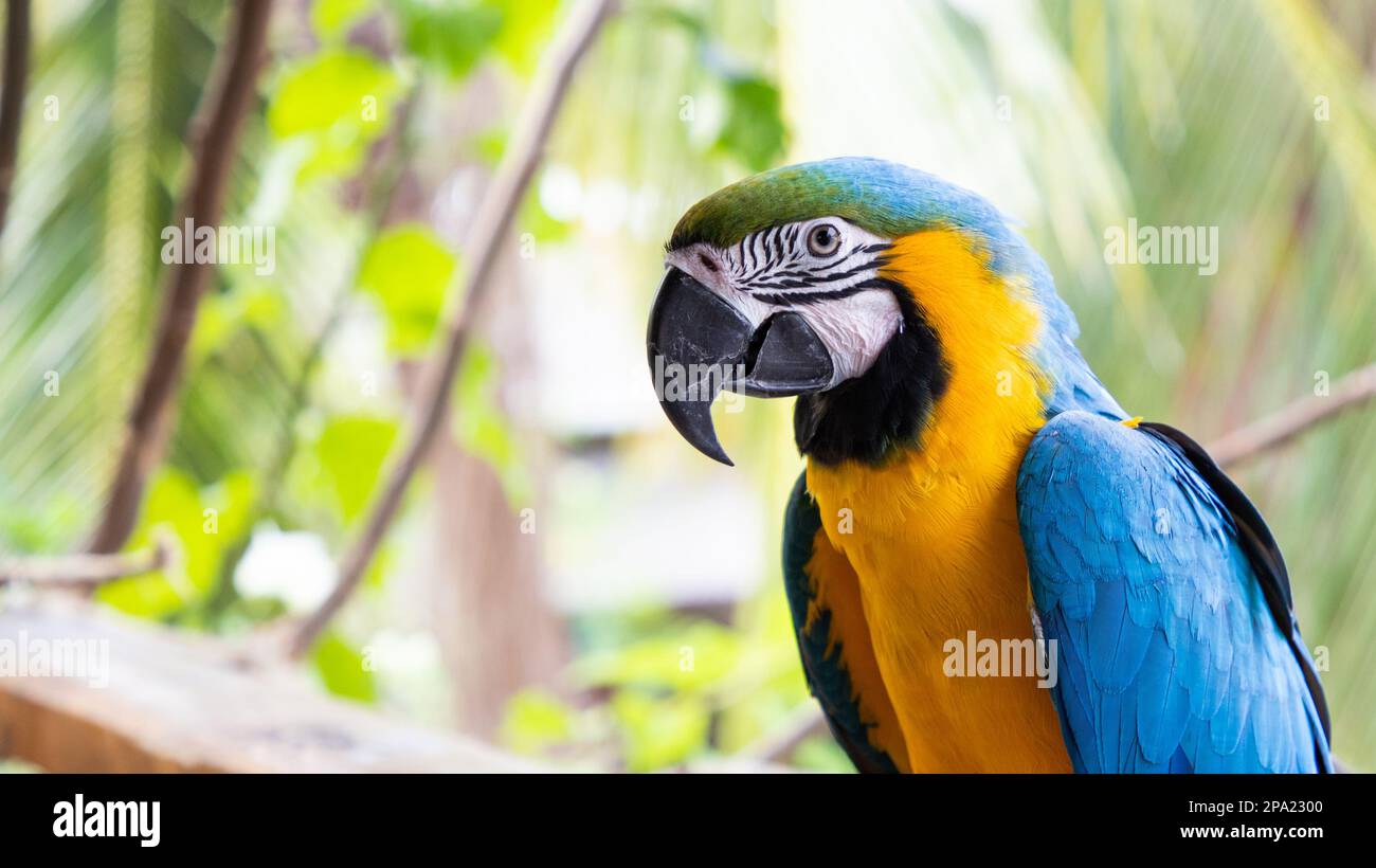 beautiful Blue-and-Yellow Macaw in rainforest Stock Photo - Alamy