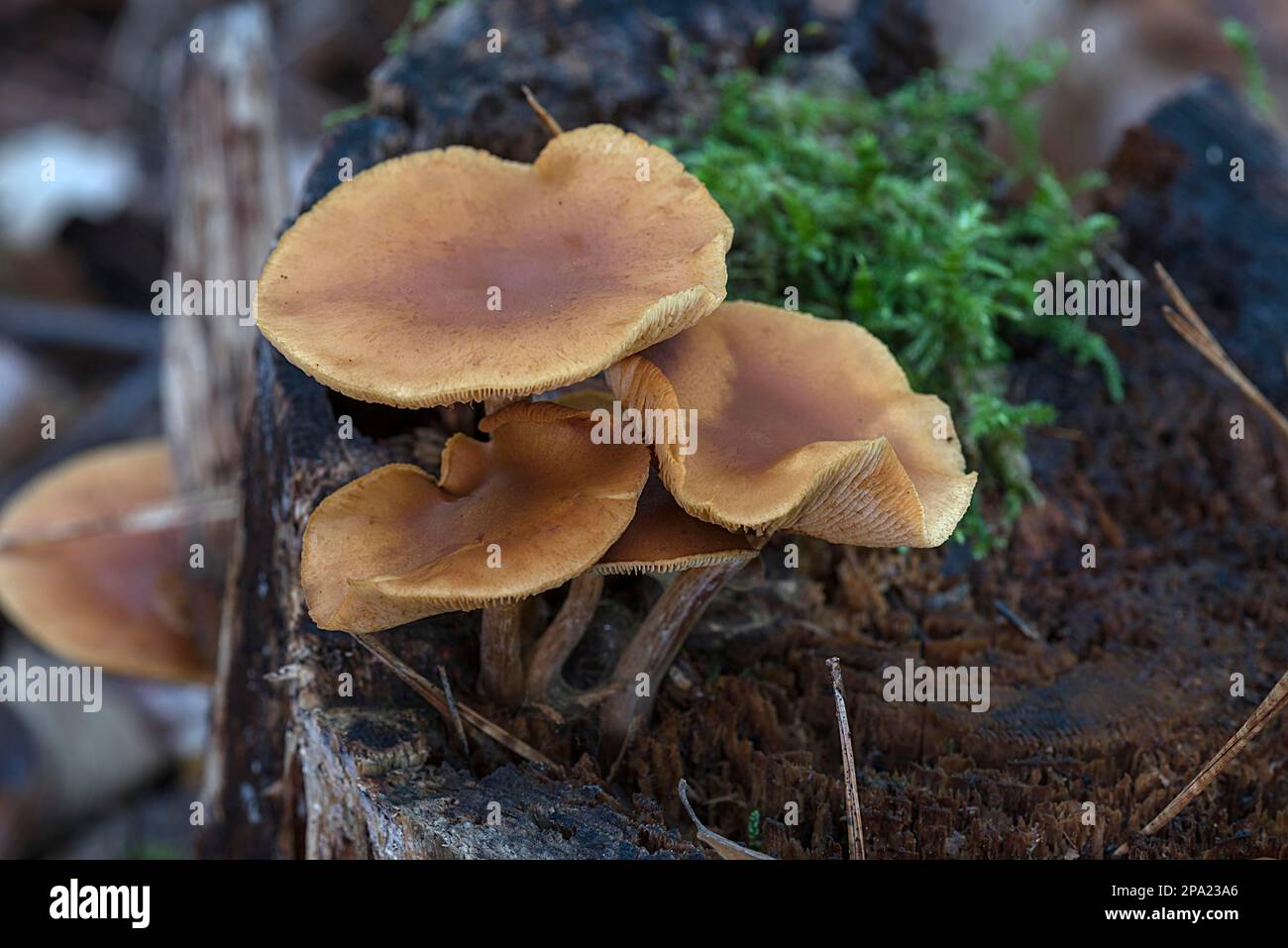 Tree fungi (Gymnopus dryophilus) on a tree stump in a mixed forest ...